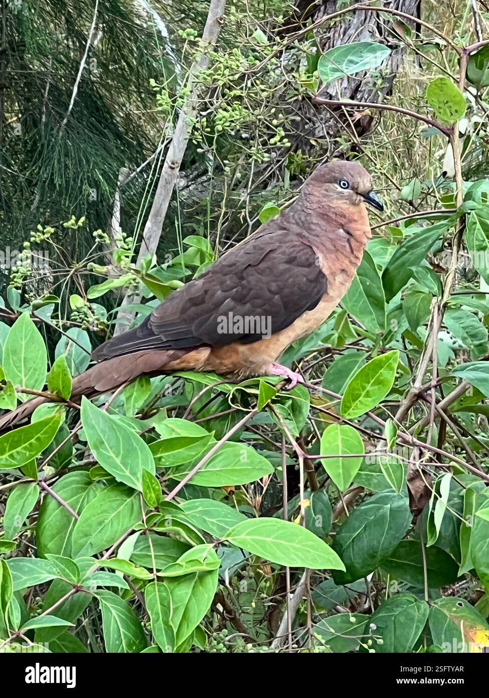 Brown Cuckoo-Dove (Macropygia phasianella), Aves, Bucketty NSW 2250 ...