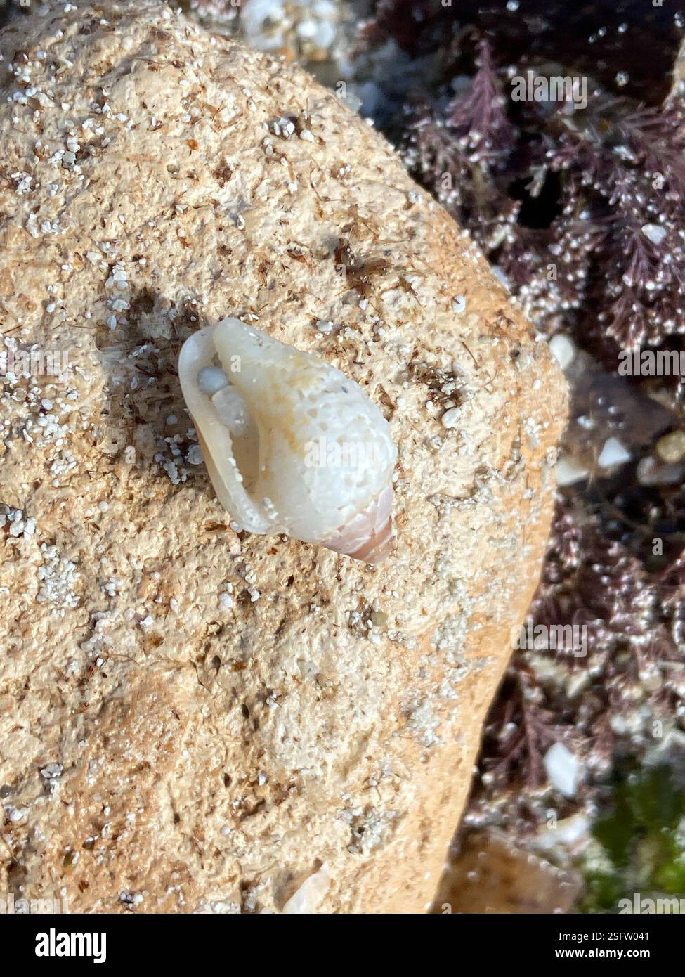 Rustic Dove-shell (Columbella rustica), Mollusca, Puerto de Campos, Ses ...