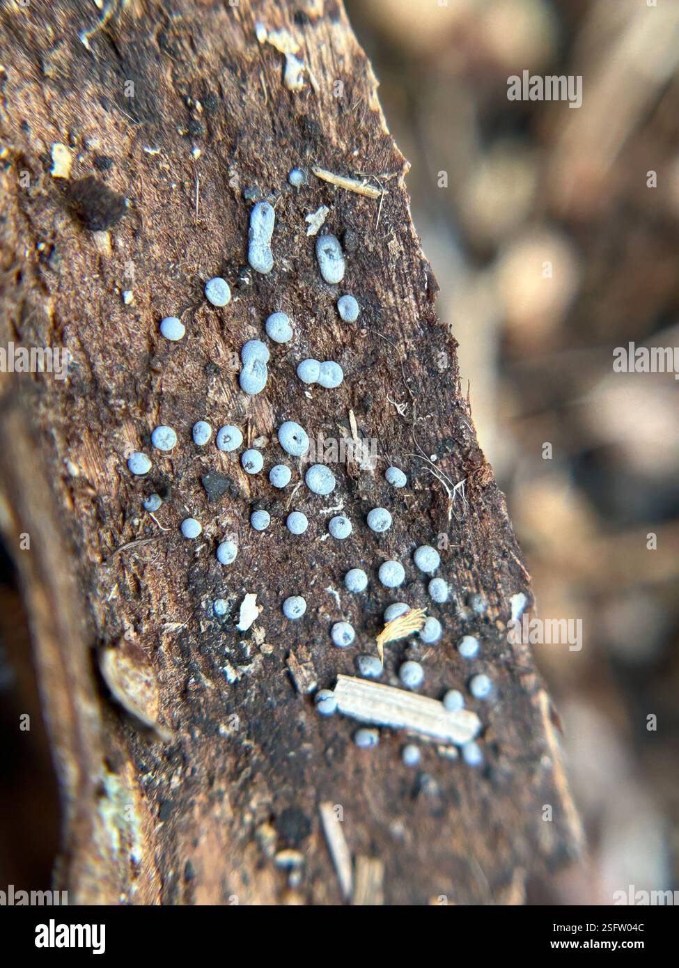 (Didymium), Protozoa, San Luis Obispo, CA, US Stock Photo - Alamy