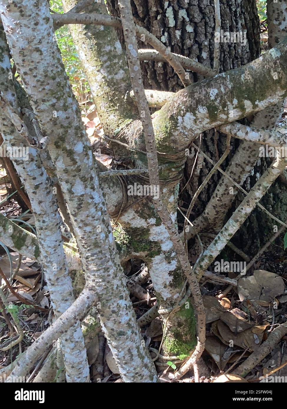 attorney trees (Clusia), Plantae, Tree Tops Park, Davie, FL, US Stock ...