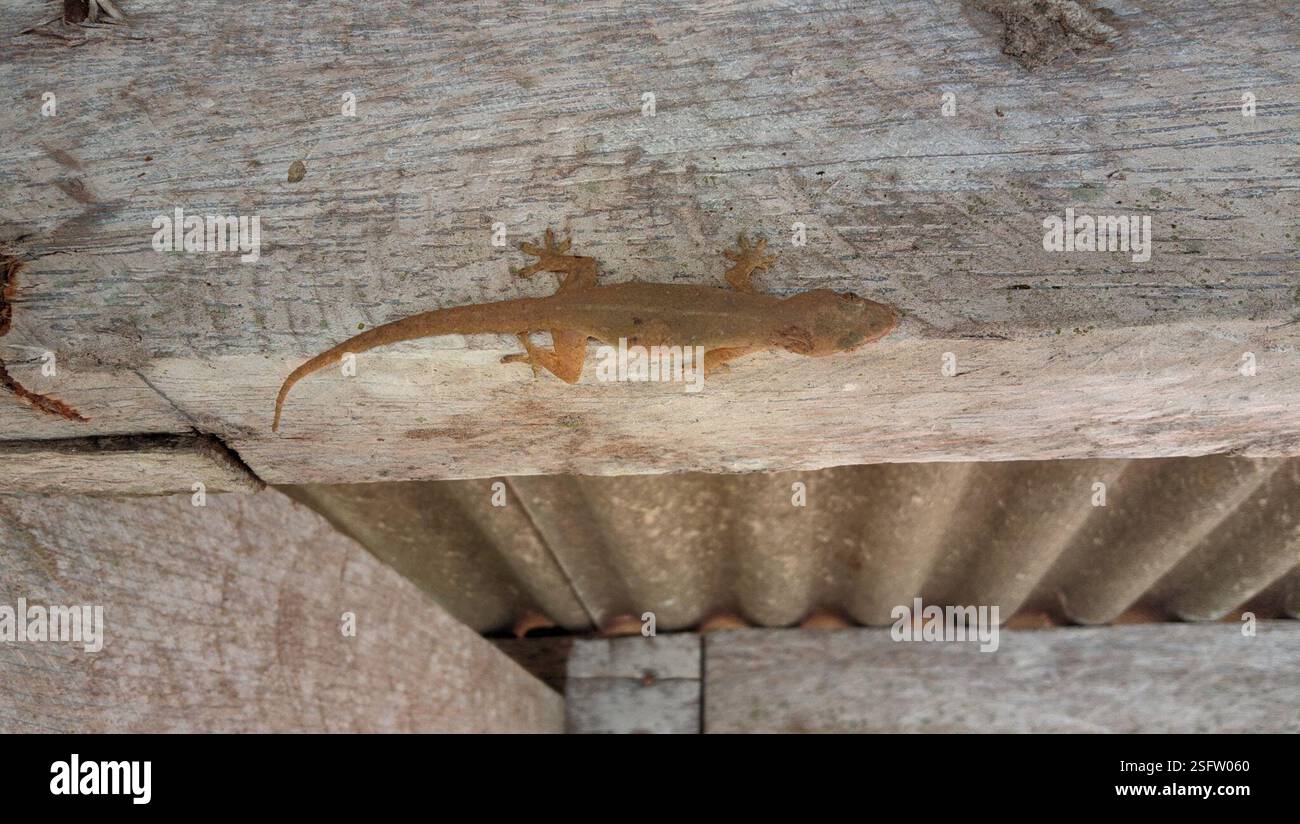 Asian House Gecko (Hemidactylus frenatus), Reptilia, RA Salafiyah Ma ...