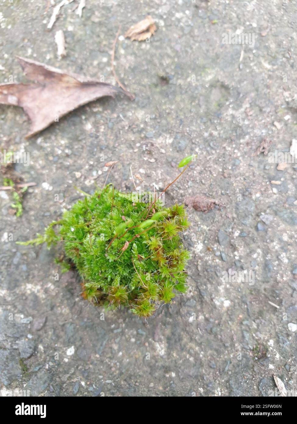 Capillary Thread-moss (Ptychostomum capillare), Plantae, Edinburgh Road ...