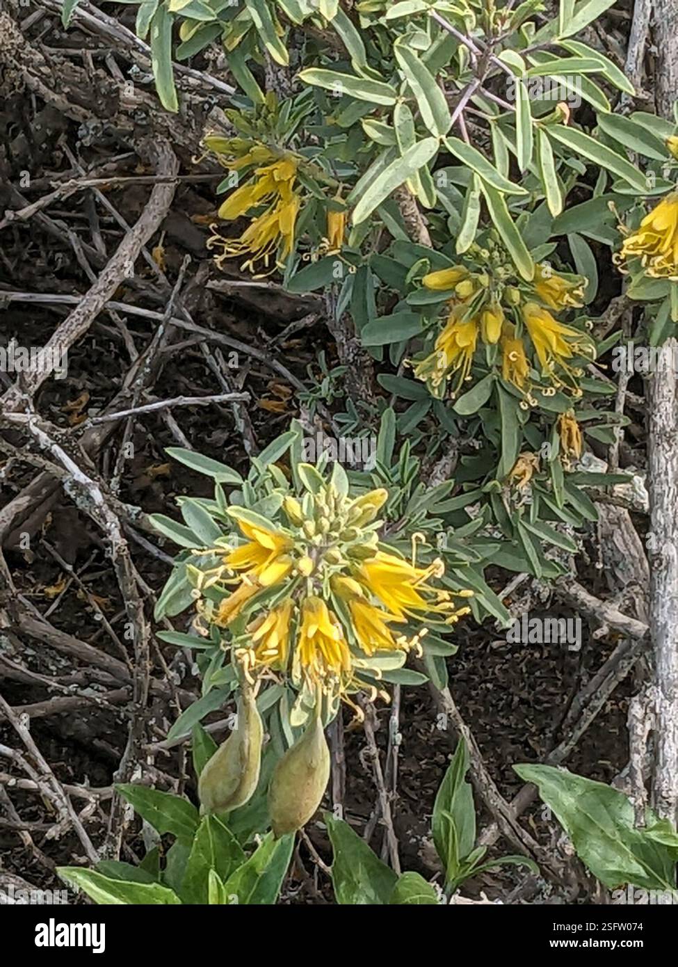 Bladderpod (Cleomella arborea), Plantae, San Diego, CA 92106, USA Stock ...