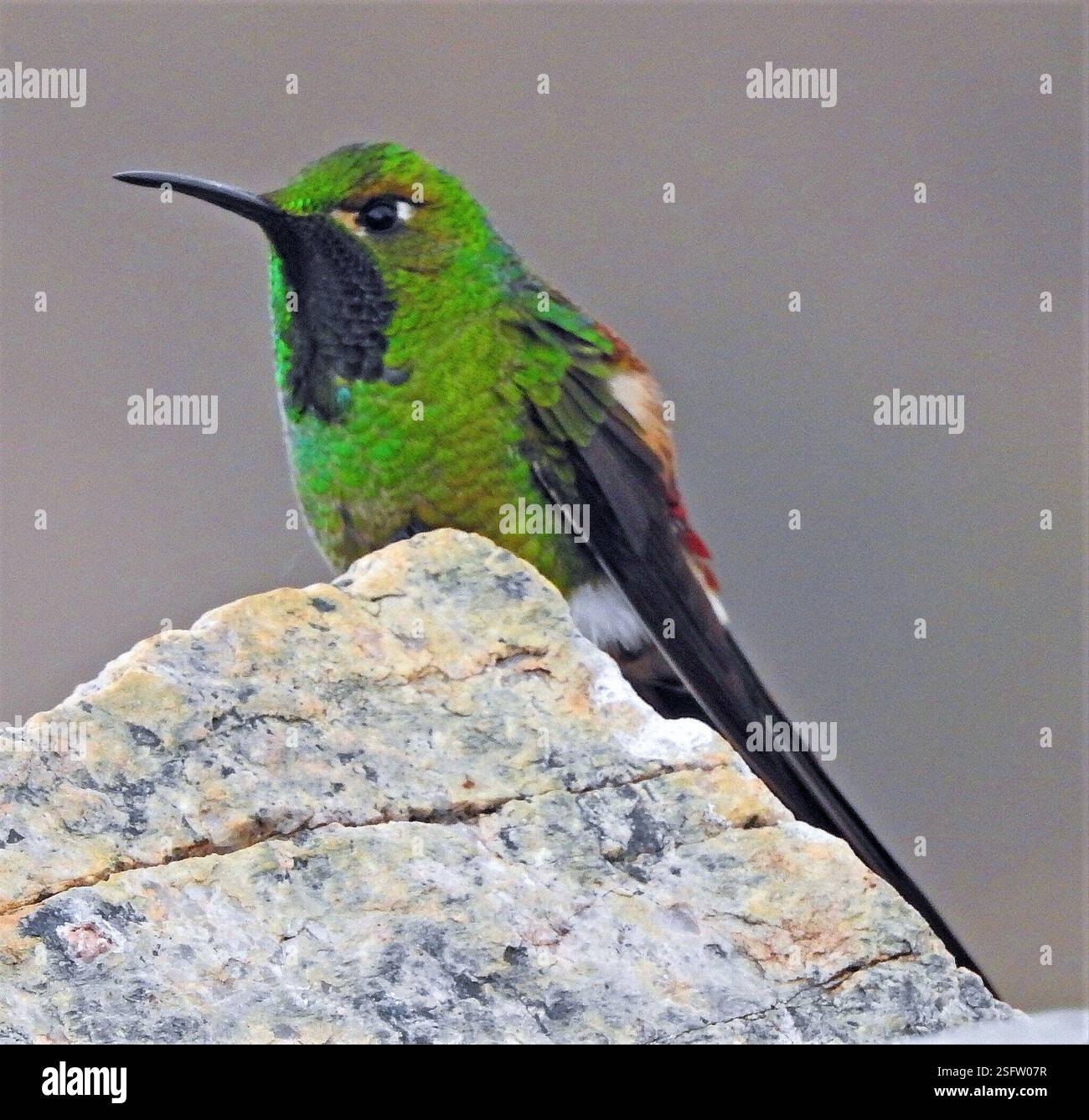 Red-tailed Comet (Sappho sparganurus), Aves, Famatina, La Rioja ...