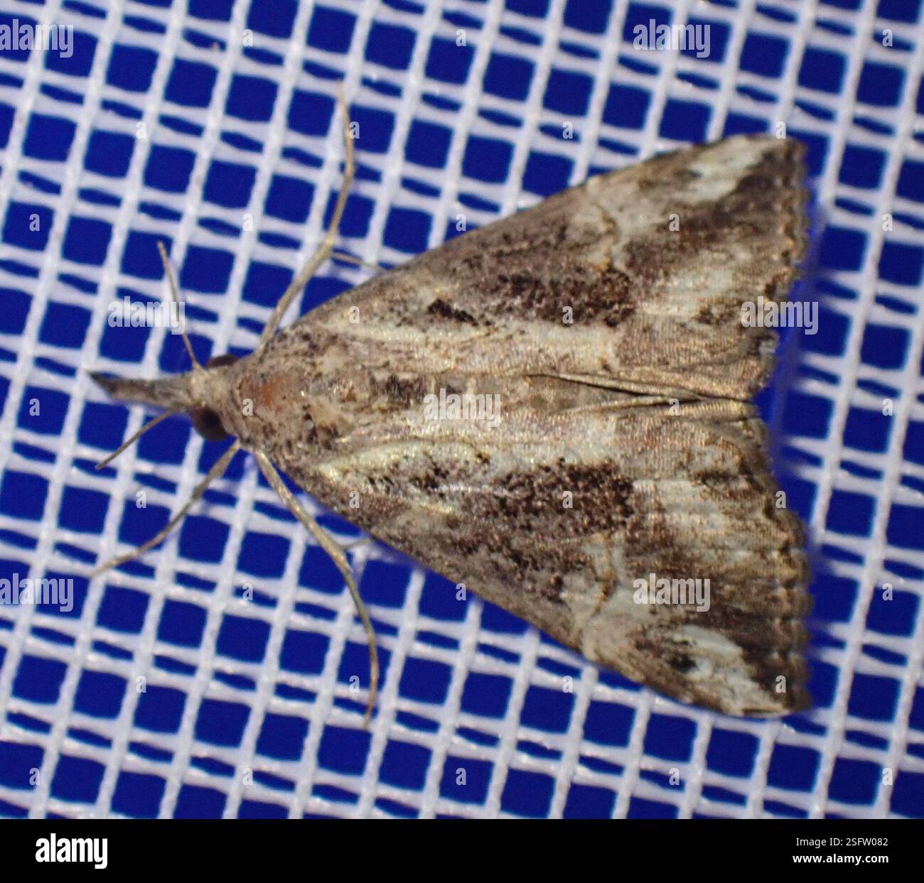 Lantana Defoliator (Hypena laceratalis), Insecta, Santo Antão, Cape ...