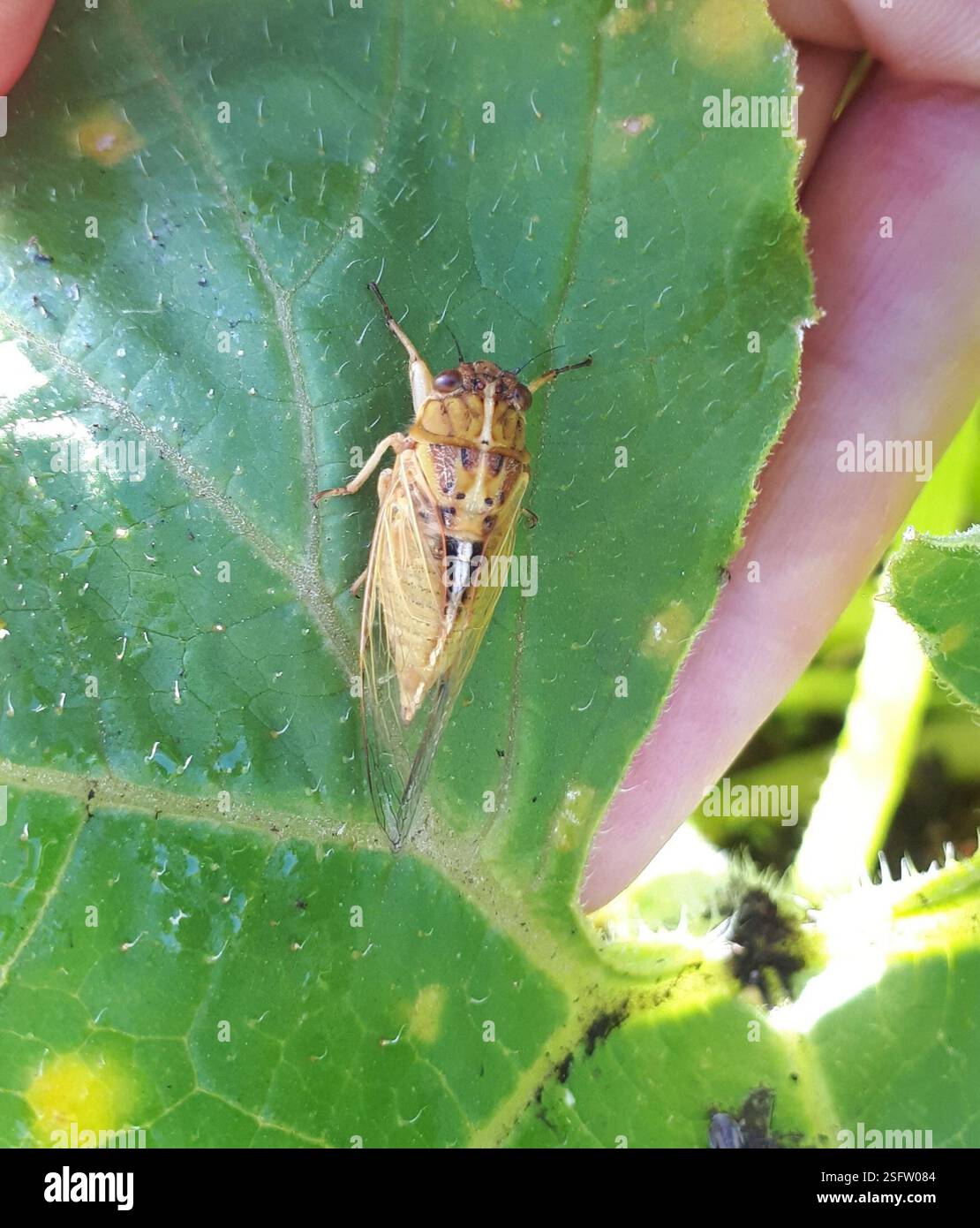 Typical Cicadas (Cicadidae), Insecta, Fairfield, Lower Hutt 5011, New ...