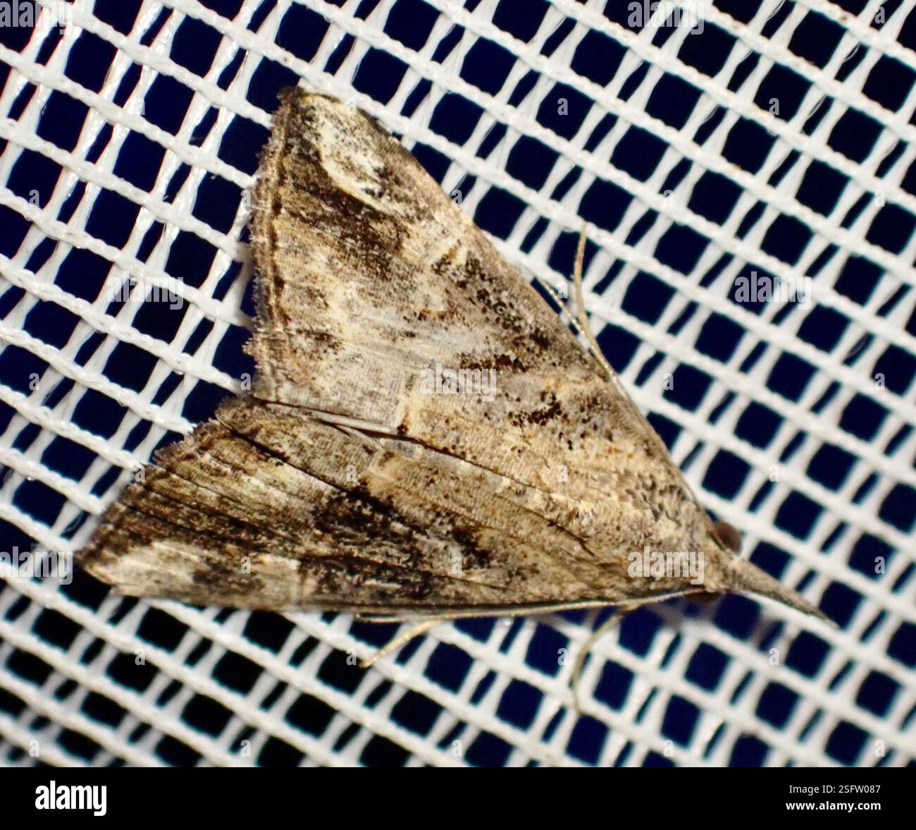 Lantana Defoliator (Hypena laceratalis), Insecta, Santo Antão, Cape ...