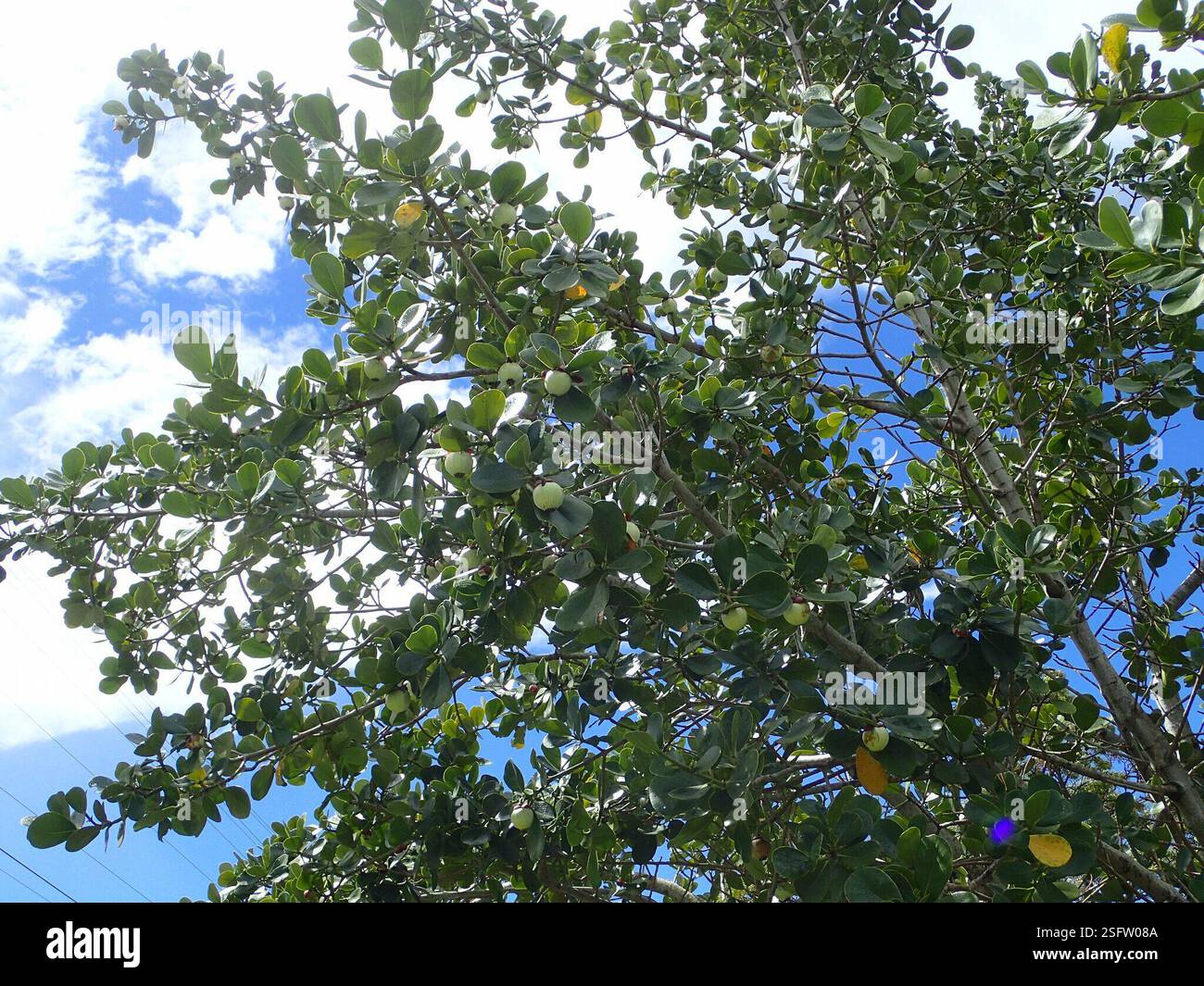autograph tree (Clusia rosea), Plantae, Kahului, HI, USA Stock Photo ...