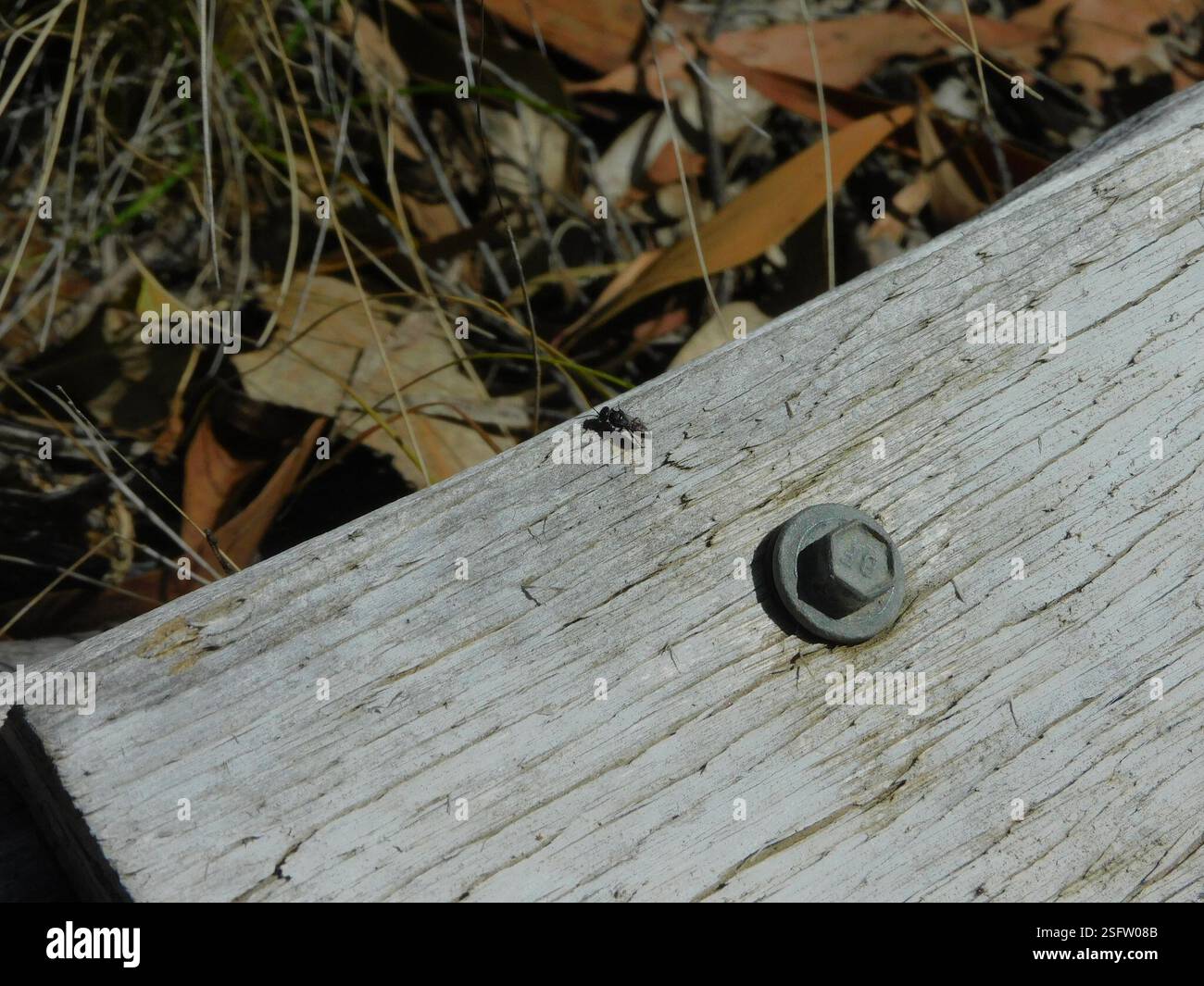 Bees and Apoid Wasps (Apoidea), Insecta, Hobart TAS, Australia Stock ...