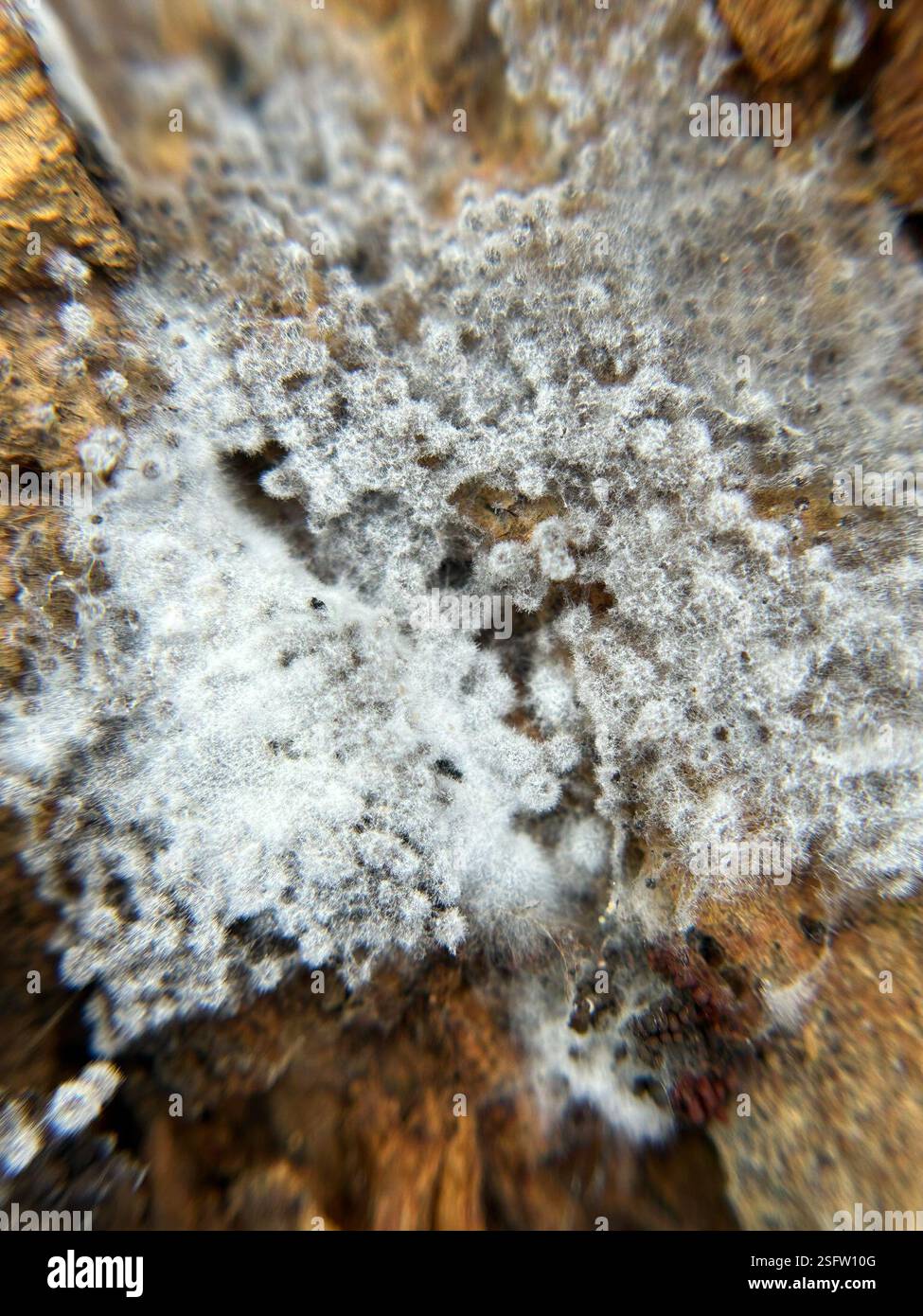 Fungi Including Lichens (Fungi), Fungi, Morro Bay State Park, Morro Bay ...