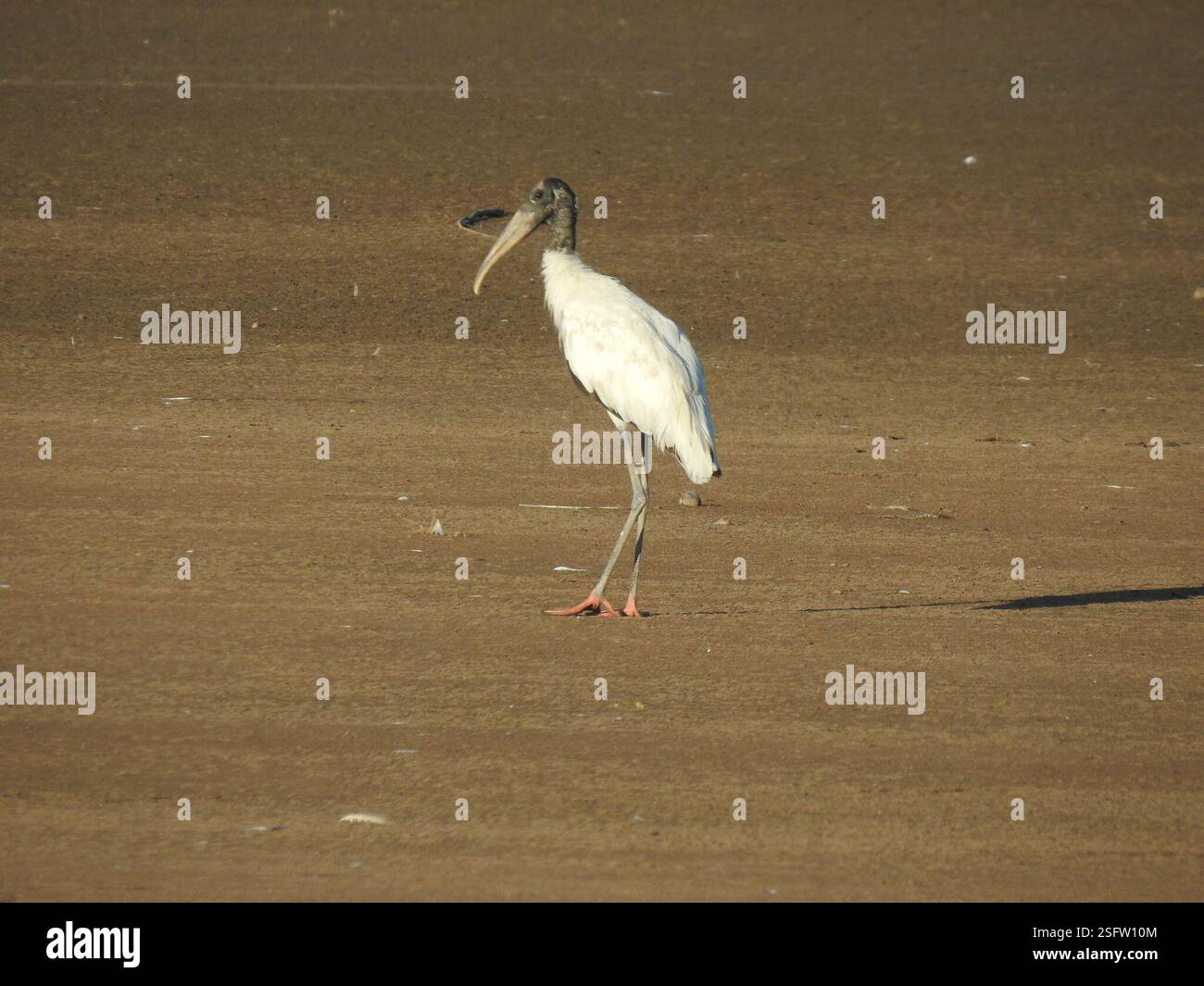 Wood Stork (Mycteria americana), Aves, Maracó, La Pampa, Argentina ...