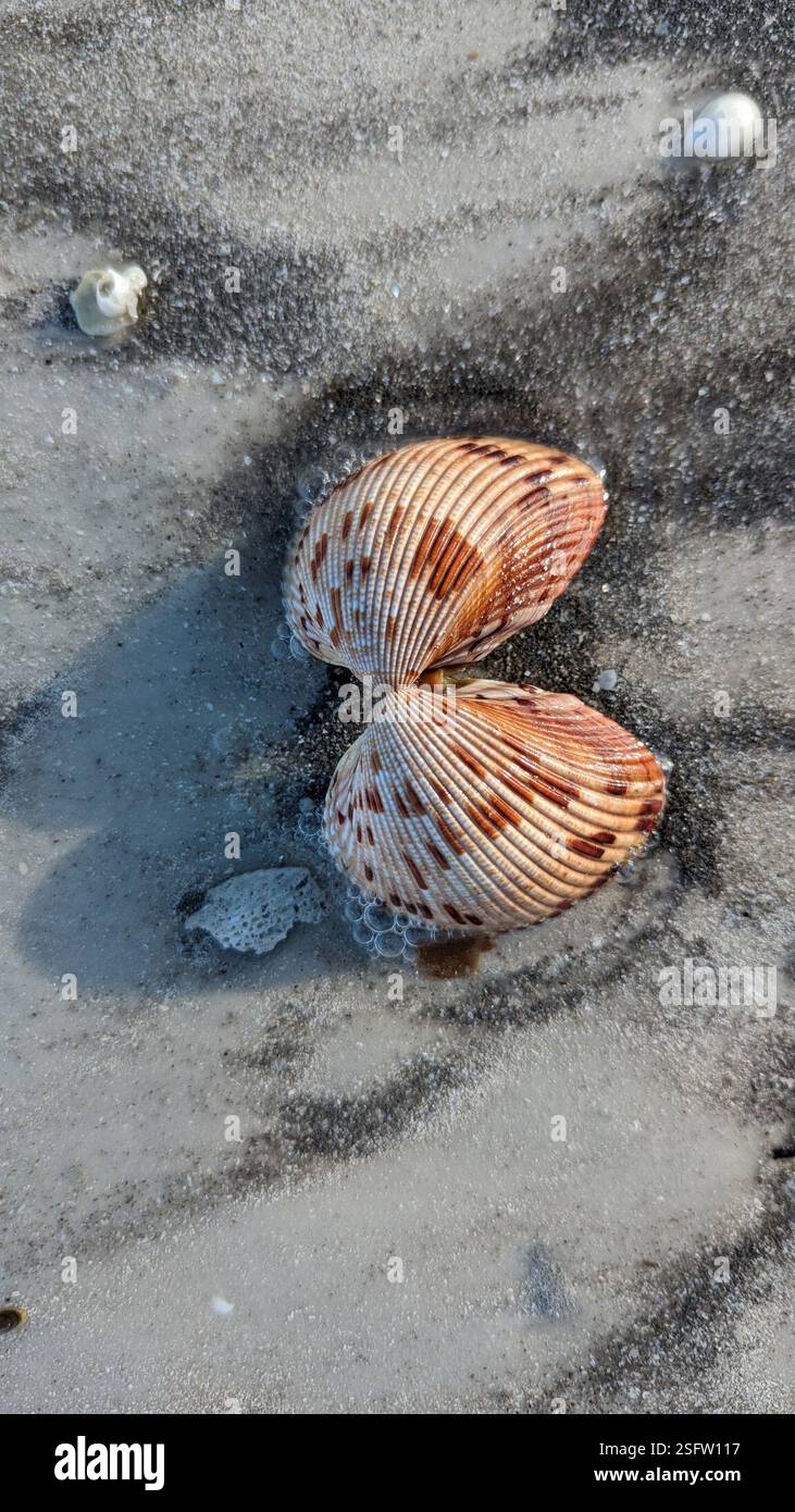 Giant Atlantic Cockle (Dinocardium robustum), Mollusca, Dunedin, FL ...