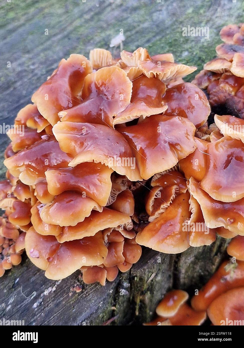 (Flammulina), Fungi, Farnley Lane Prince Henry Grammar Sch, Otley LS21 2BA, UK Stock Photo - Alamy