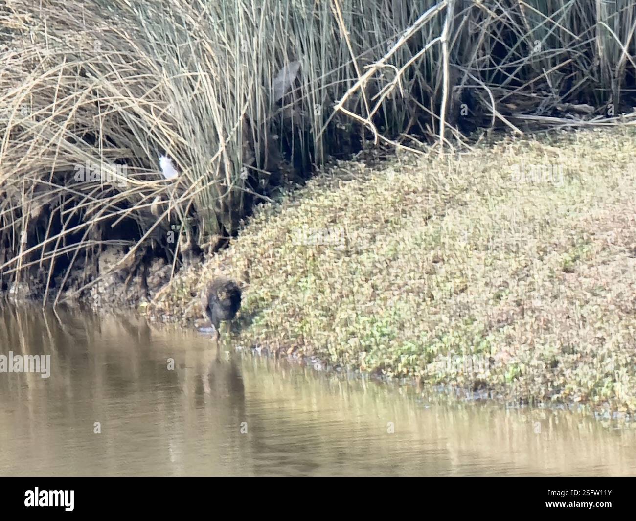Buff-banded Rail (Gallirallus philippensis), Aves, Abel Tasman Coast ...