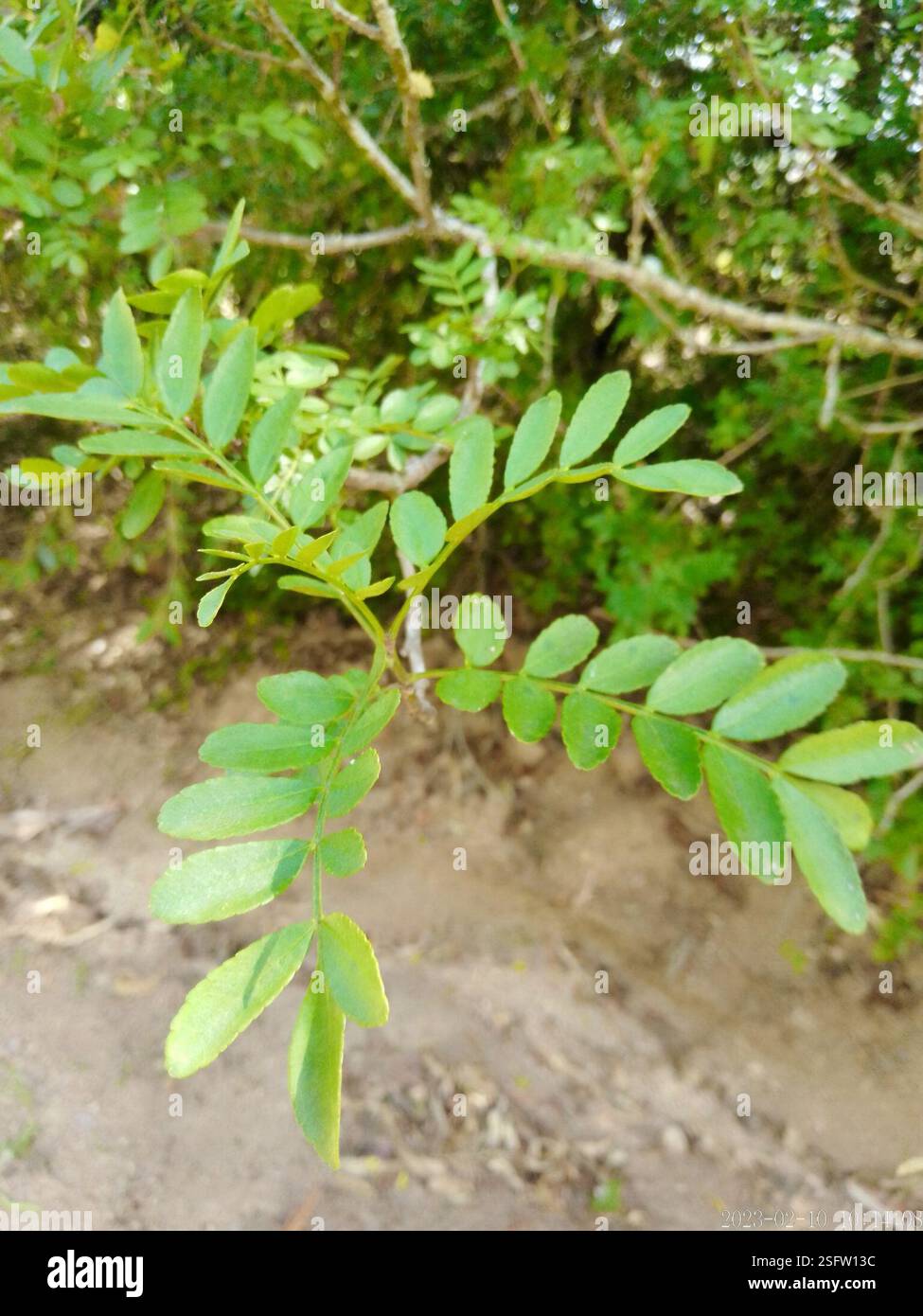 Lime Prickly-ash (Zanthoxylum fagara), Plantae, 37000 Departamento de ...