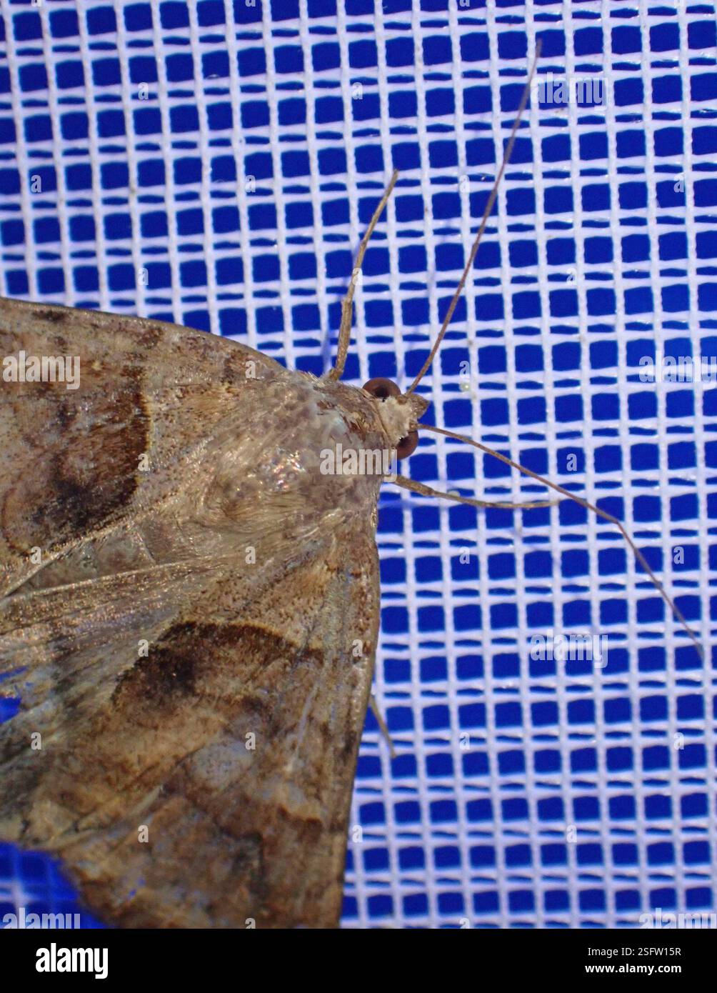 Banded Falsethorn (Mocis mayeri), Insecta, Santo Antão, Cape Verde, CV ...