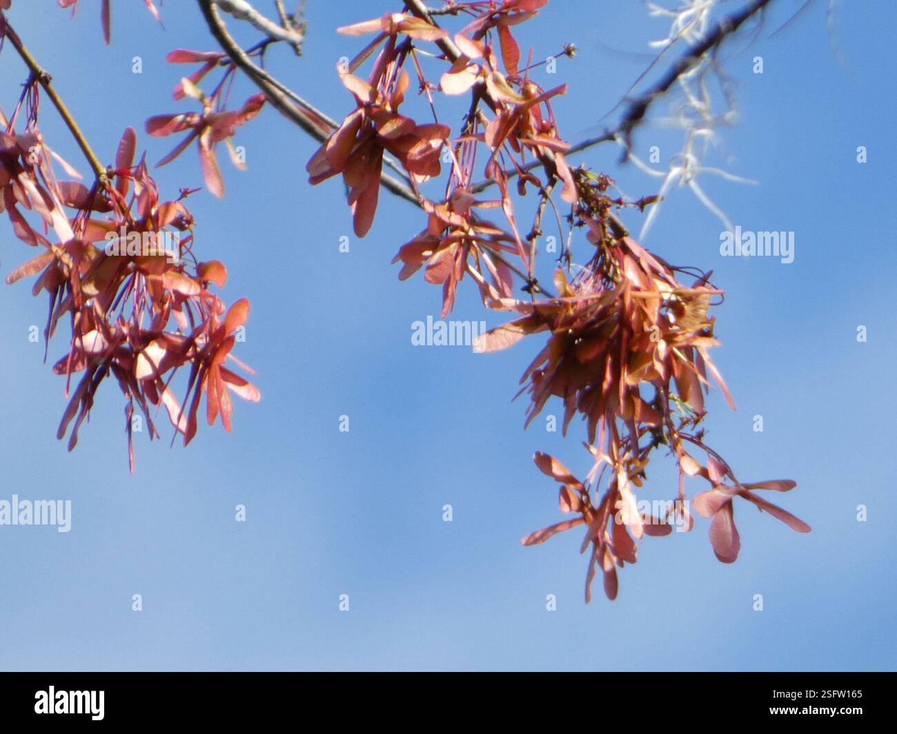 red maple (Acer rubrum), Plantae, Tanglewylde Nature Park - Putnam ...