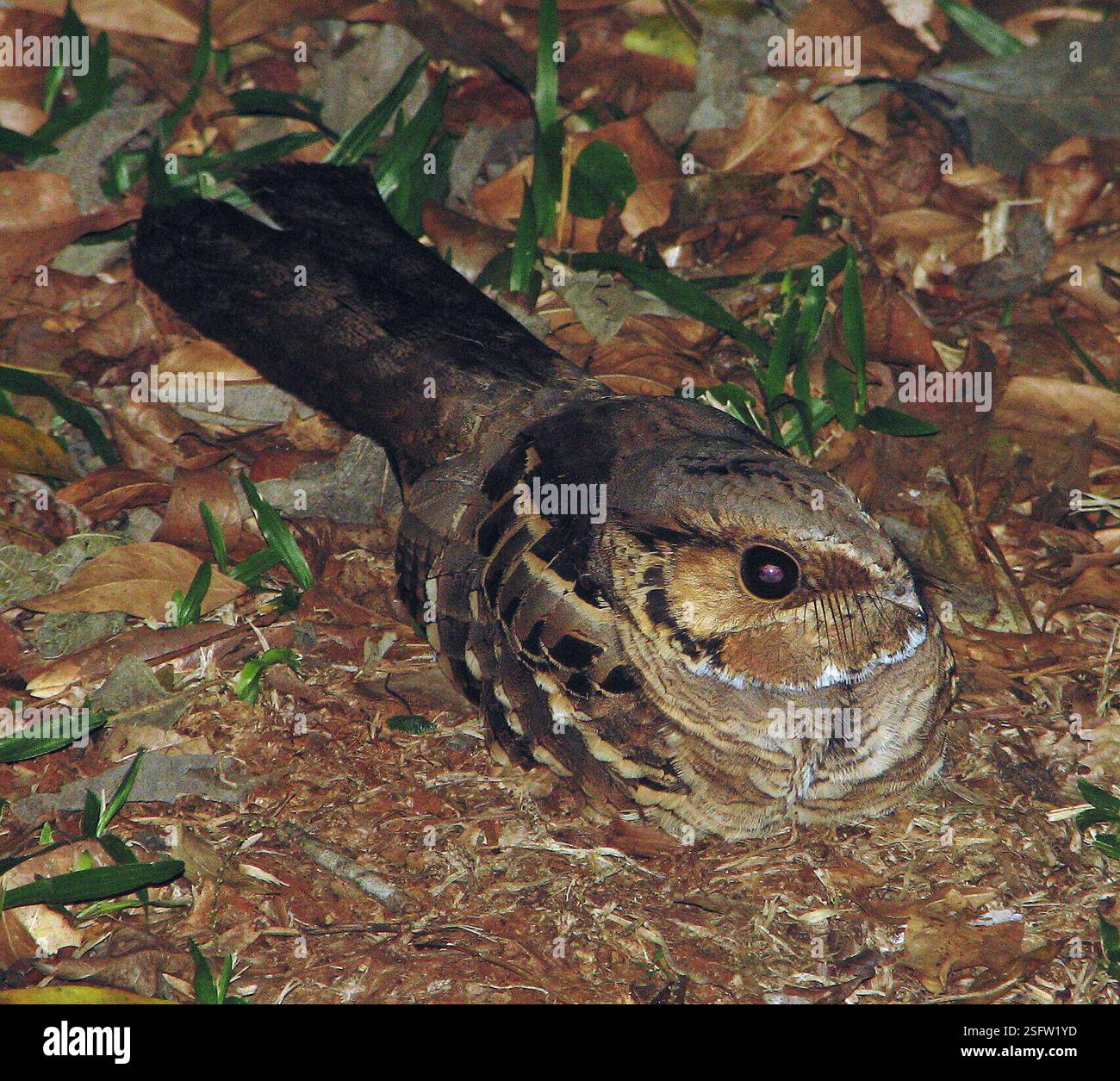 Common Pauraque (Nyctidromus albicollis), Aves, Guaraní, Misiones ...
