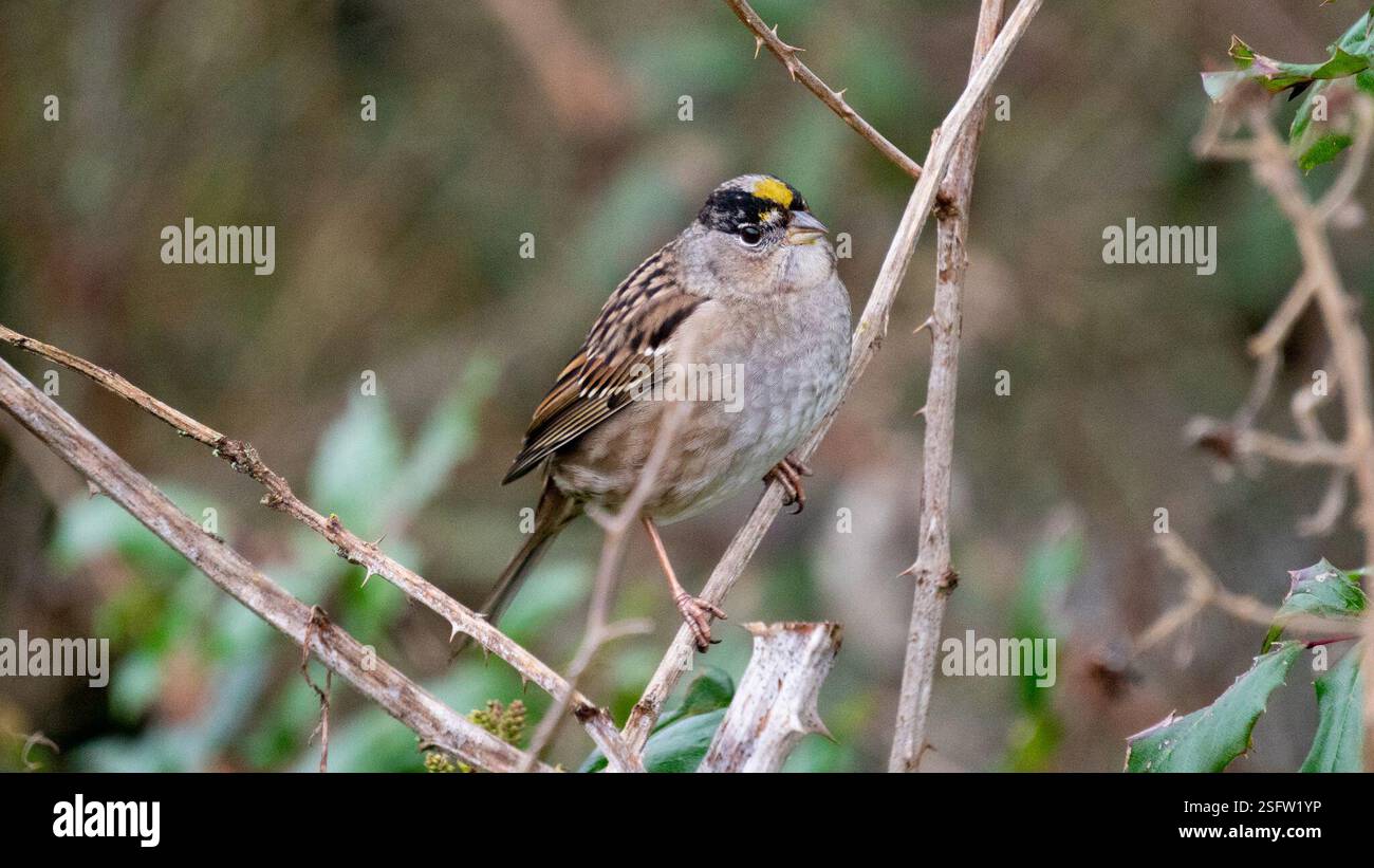 Golden-crowned Sparrow (Zonotrichia atricapilla), Aves, Greater ...