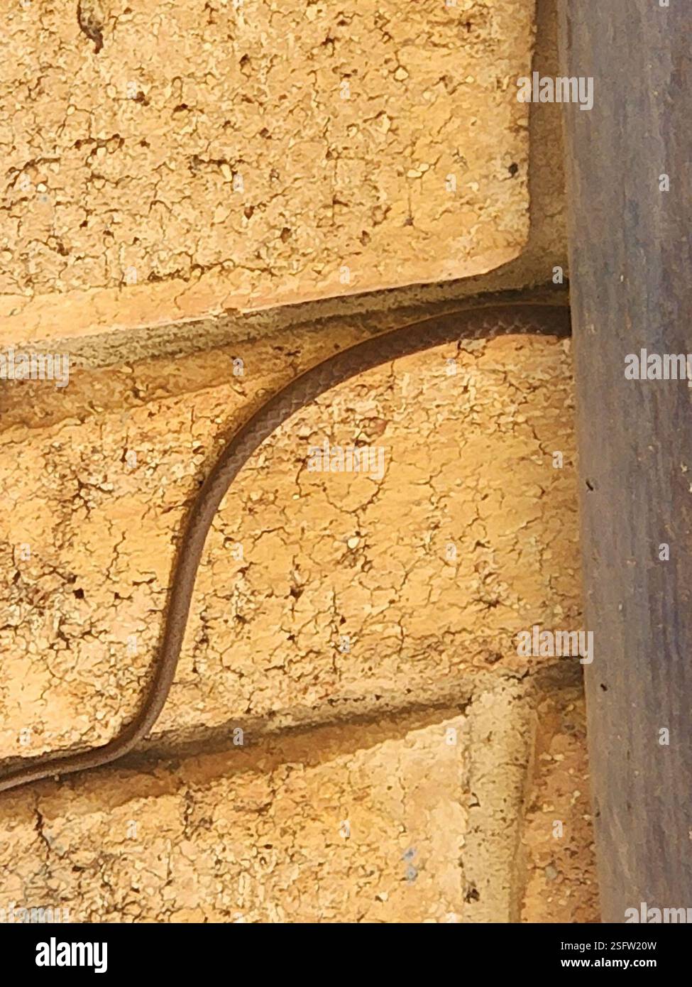 Common Tree Snake (Dendrelaphis punctulatus), Reptilia, Bouldercombe ...