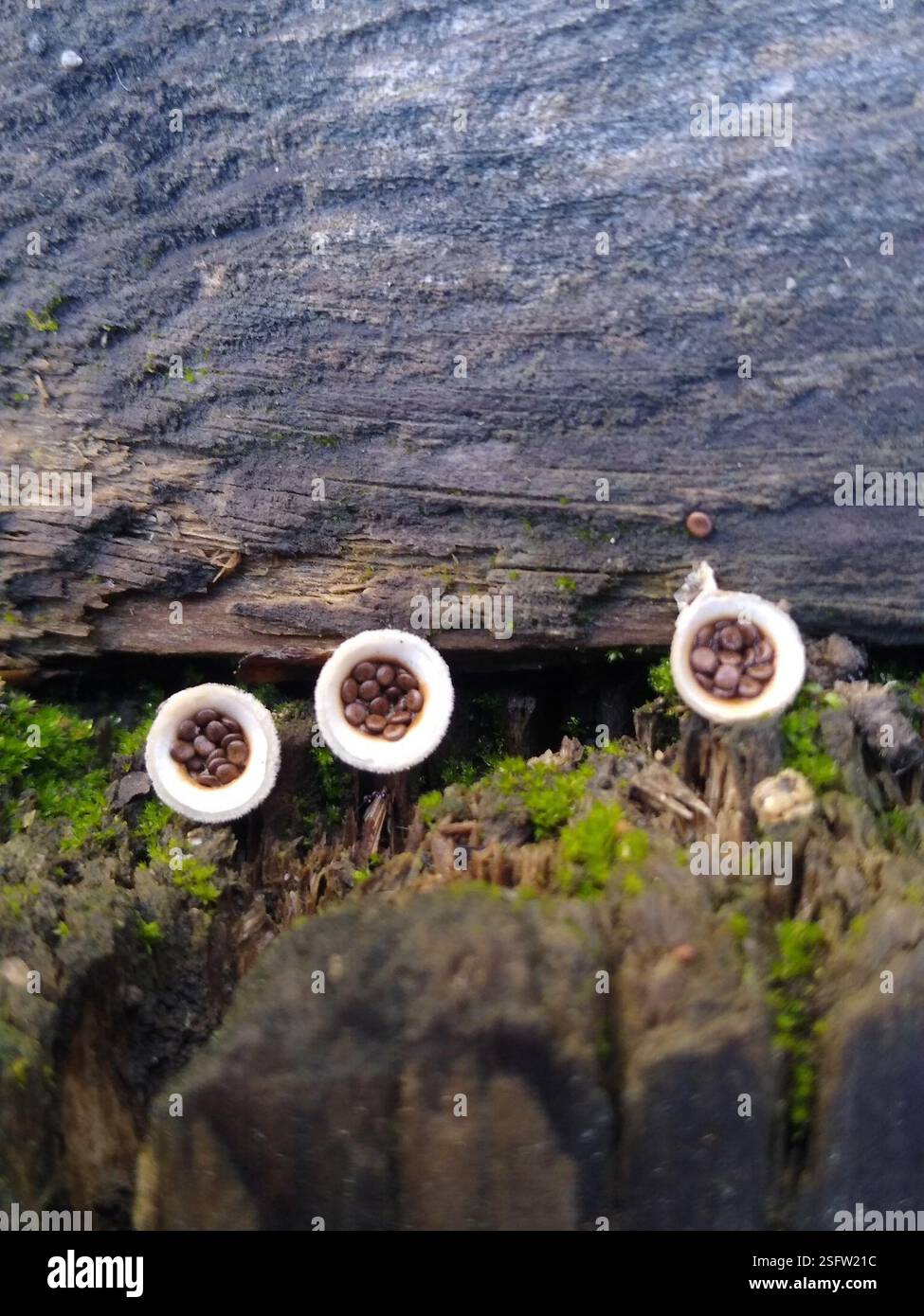 woolly bird's nest fungus (Nidula niveotomentosa), Fungi, Santa Rosa ...