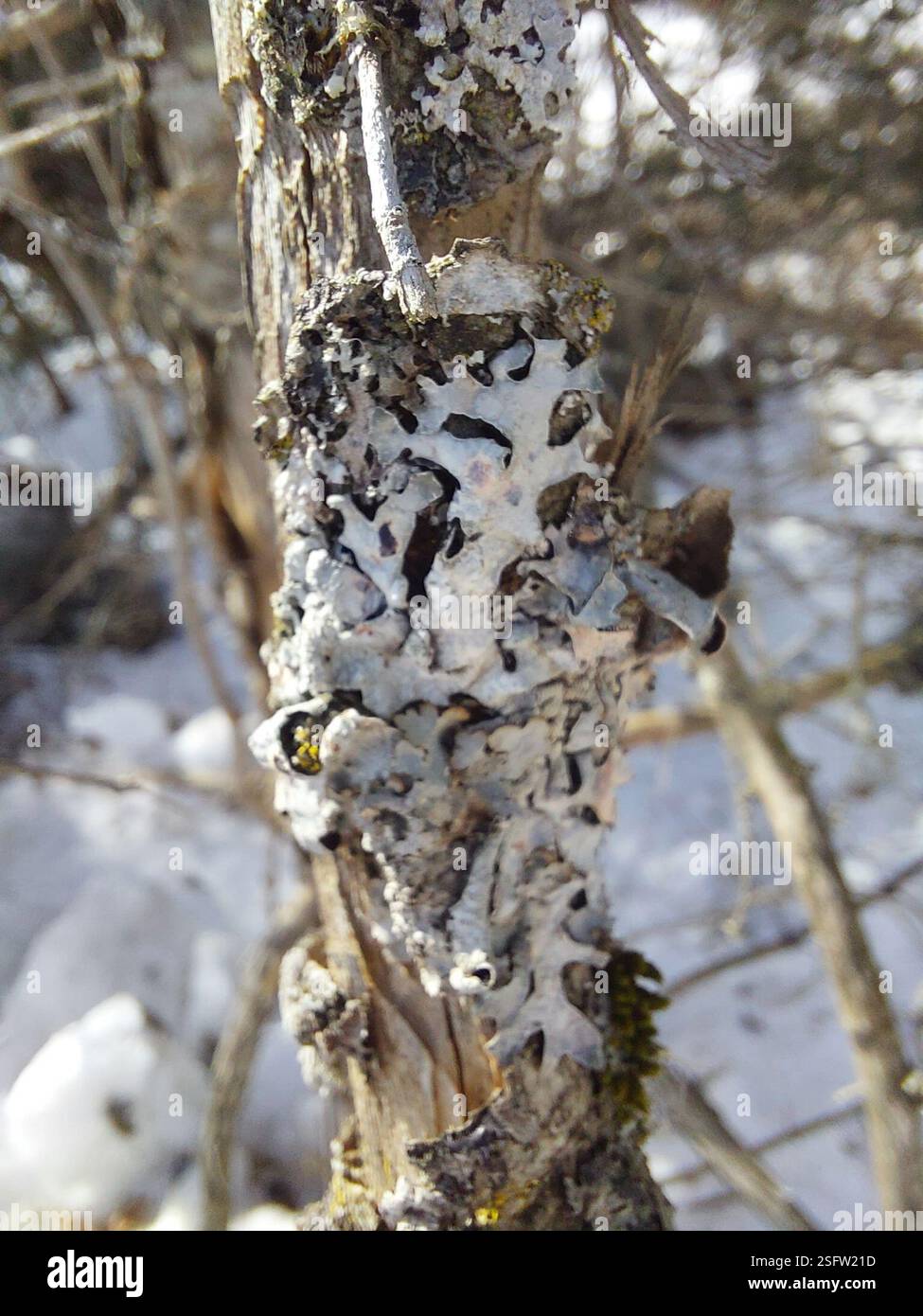 shield lichen (Parmelia sulcata), Fungi, Johnson, ON, Canada Stock ...