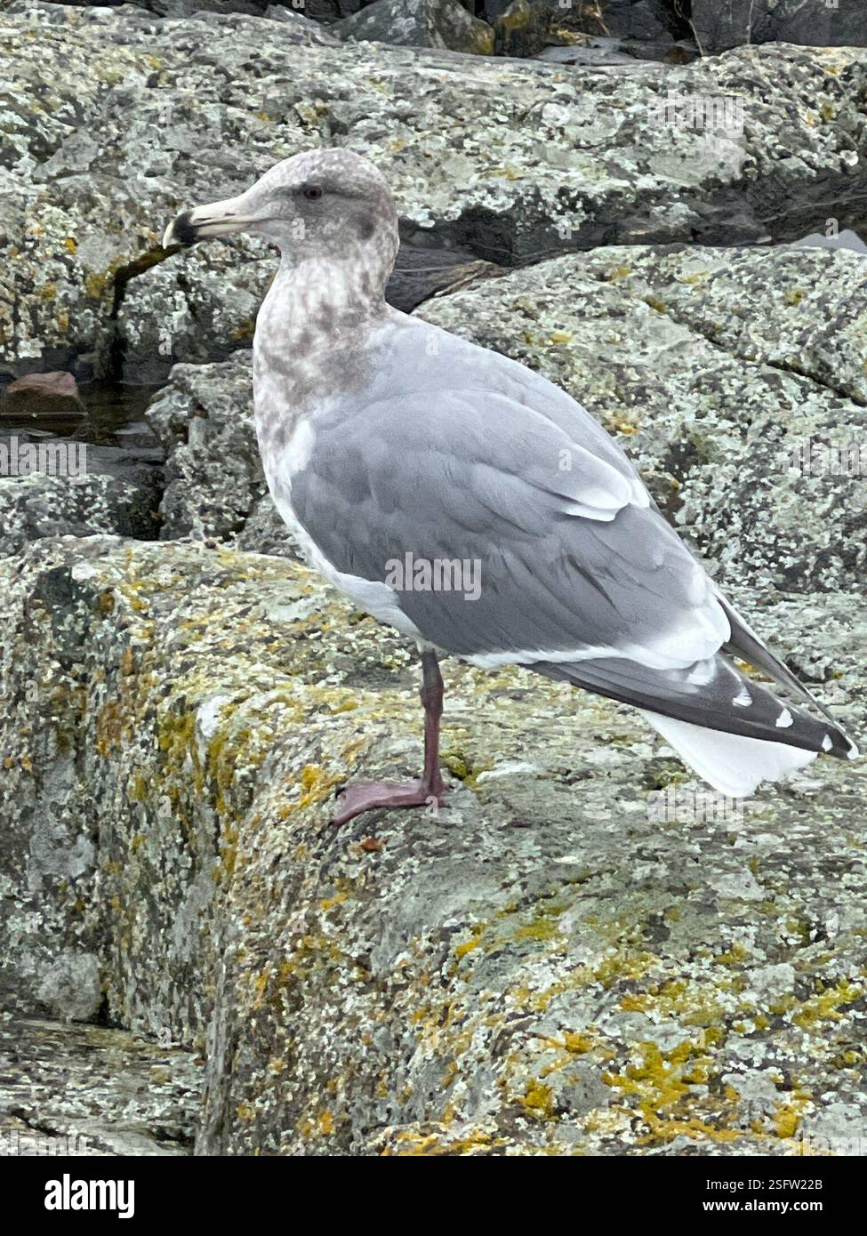 Olympic Gull (Larus glaucescens × occidentalis), Aves, Dalhousie St ...