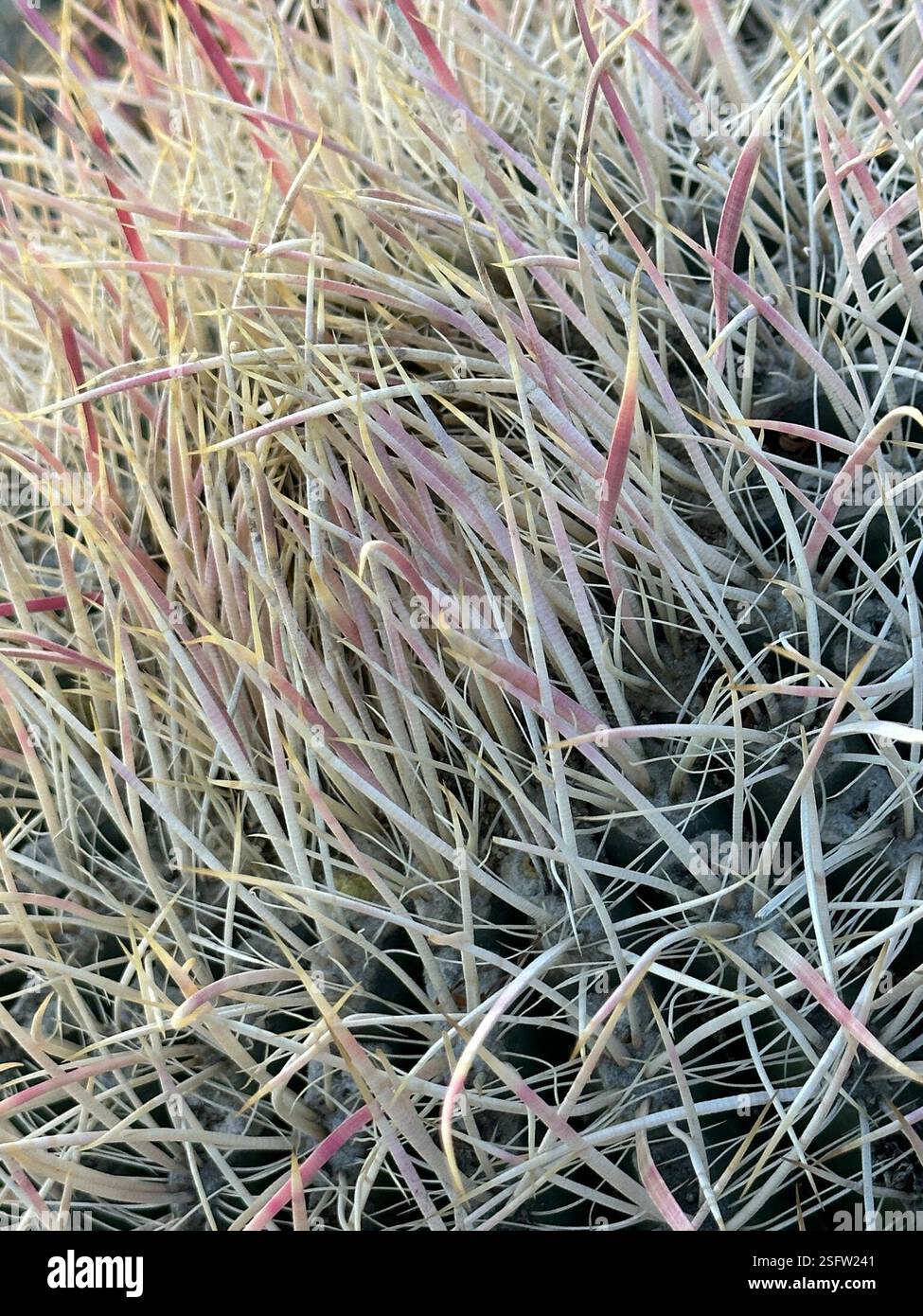 California Barrel Cactus (Ferocactus cylindraceus), Plantae, Anza ...