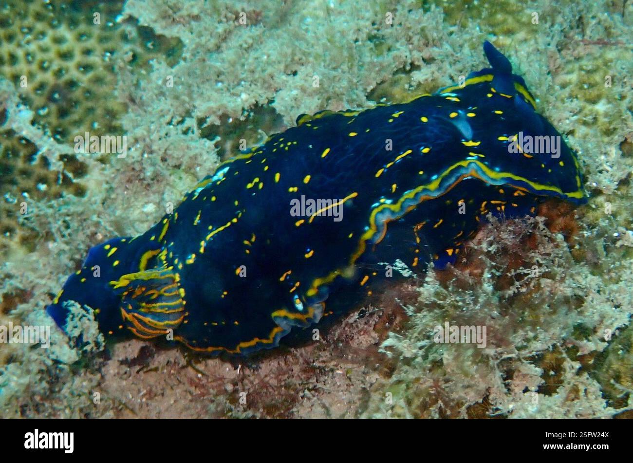 African sea goddess (Felimare tema), Mollusca, São Vicente, Mindelo ...