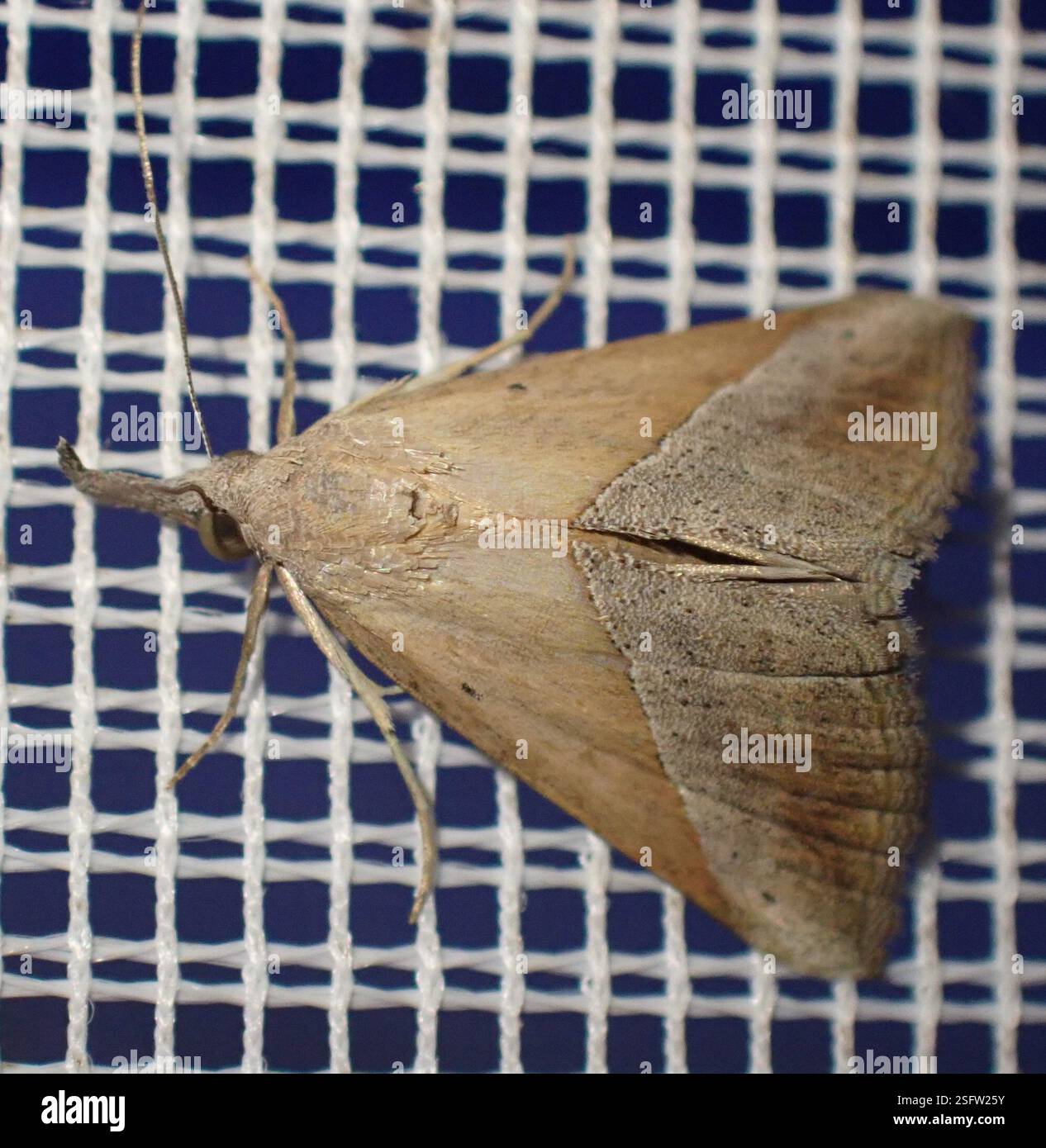 Brown Triangle Snout (Hypena lividalis), Insecta, Santo Antão, Cape ...