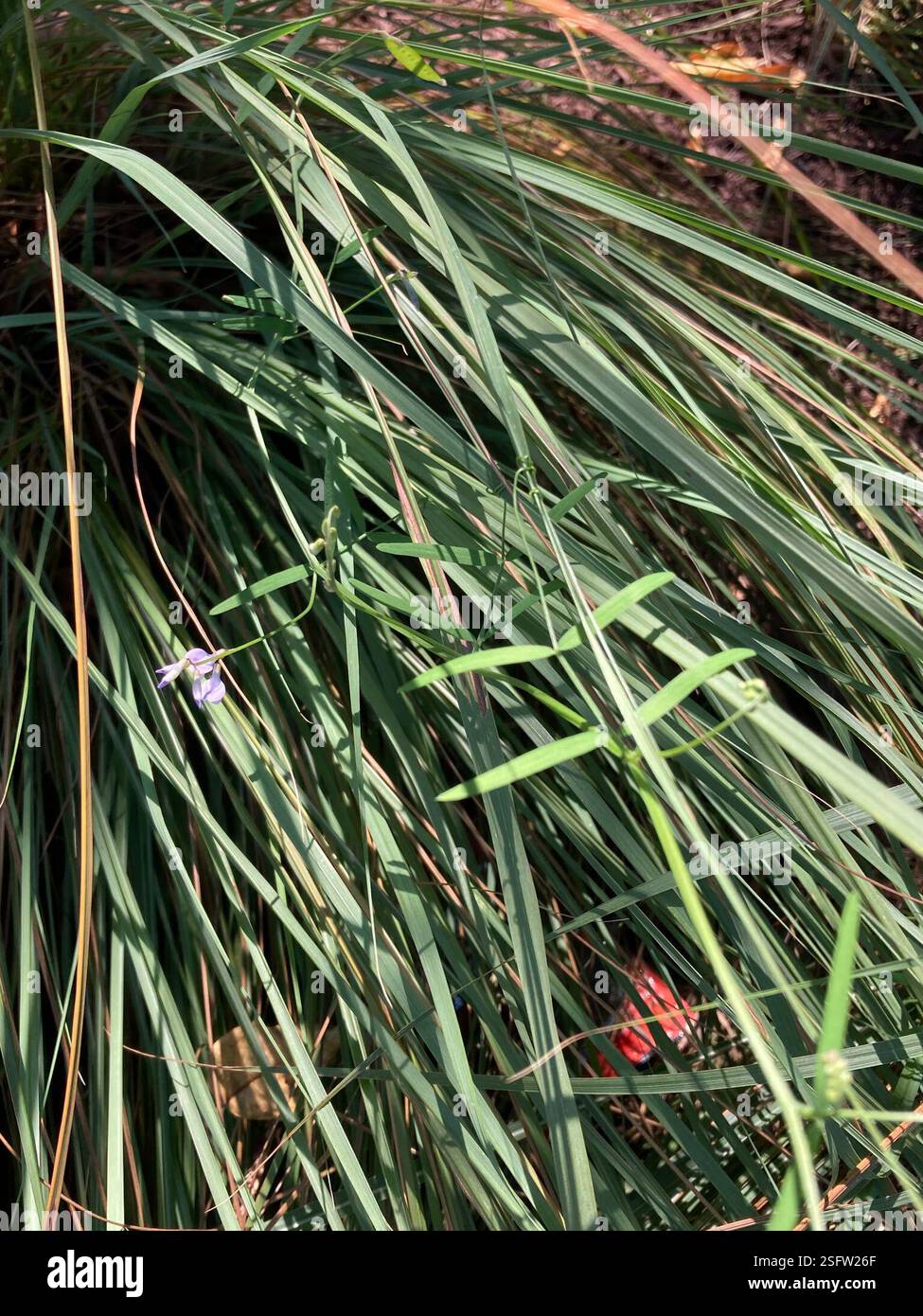 Fourleaf Vetch (Vicia acutifolia), Plantae, Broward College, Davie, FL ...