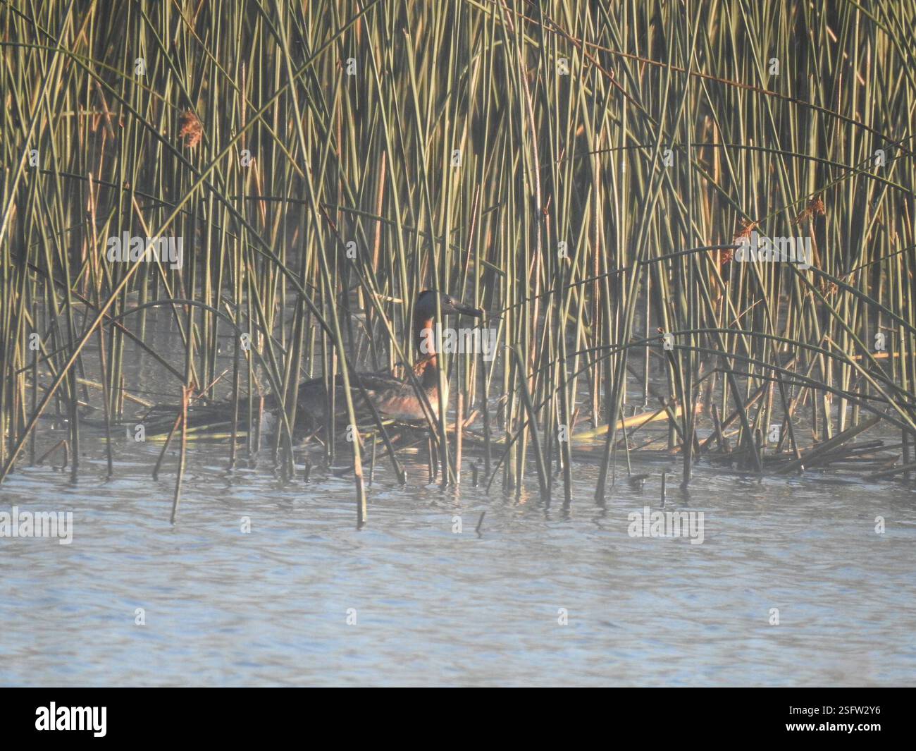 Great Grebe (Podiceps major), Aves, Maracó, La Pampa, Argentina Stock ...