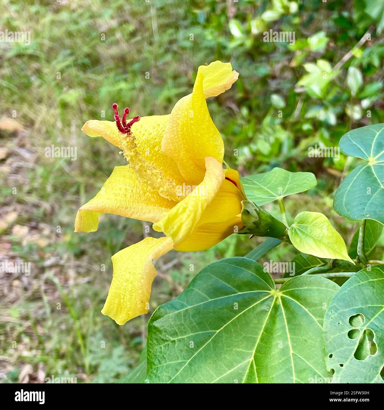 blue mahoe (Hibiscus elatus), Plantae, Pinar del Río, CU, Blue Mahoe ...