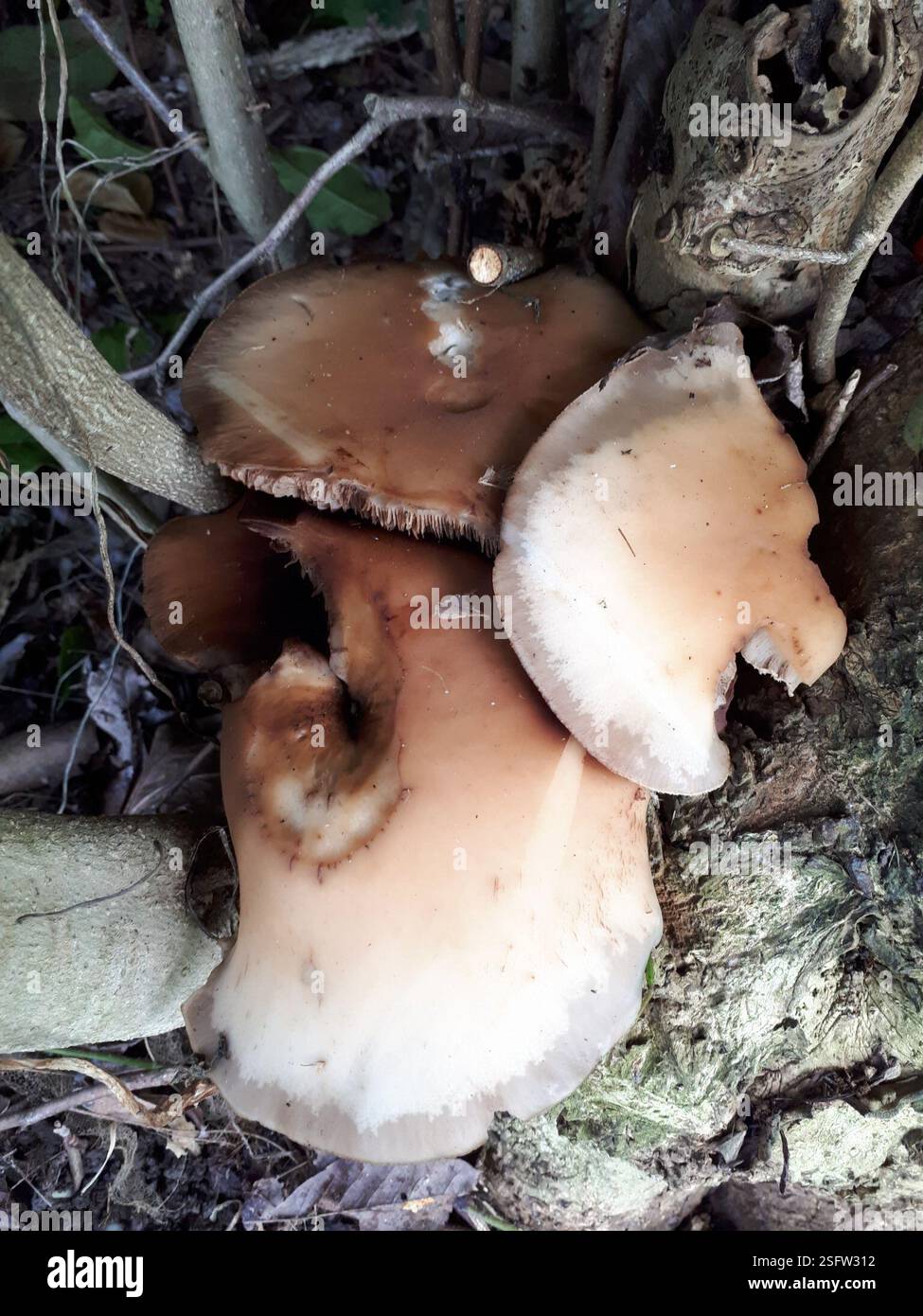 Tawaka (Cyclocybe parasitica), Fungi, Fairfield, Lower Hutt 5011, New ...