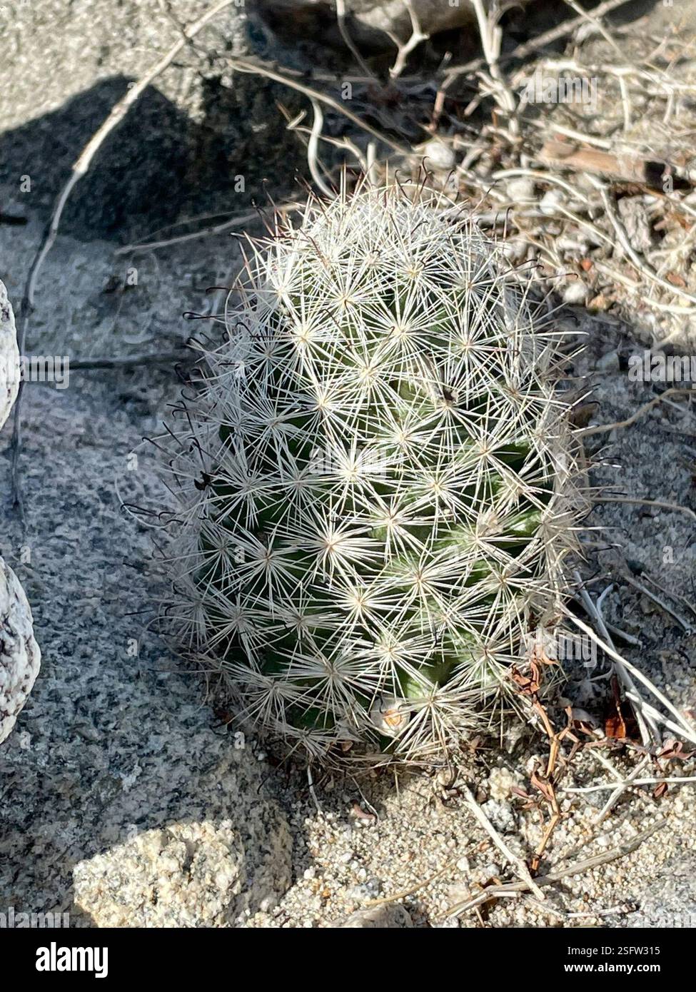 Common Fishhook Cactus (Cochemiea tetrancistra), Plantae, Riverside ...