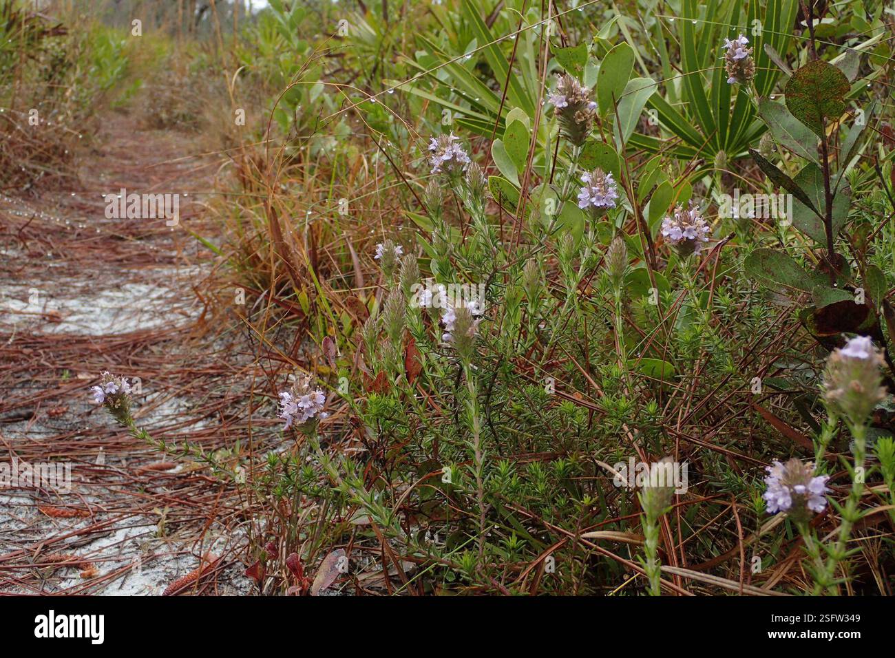 Florida pennyroyal (Piloblephis rigida), Plantae, Pasco, Florida ...