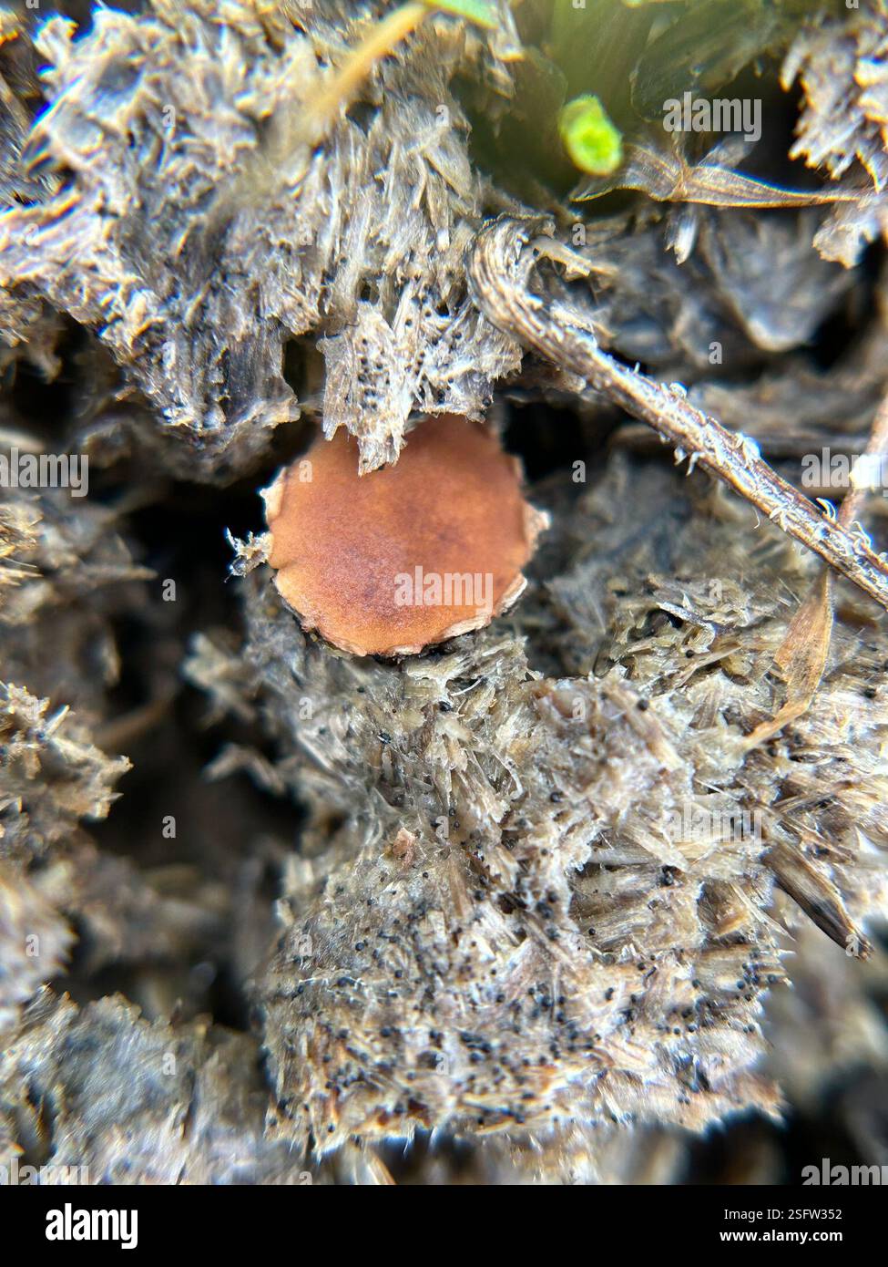 Operculate Ascomycetes (Pezizomycetes), Fungi, El Chorro Regional Park ...
