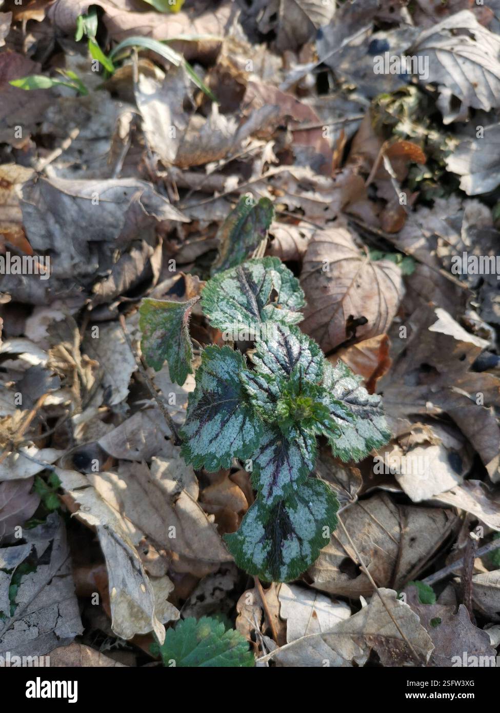 Variegated Yellow Archangel (Lamium galeobdolon argentatum), Plantae ...