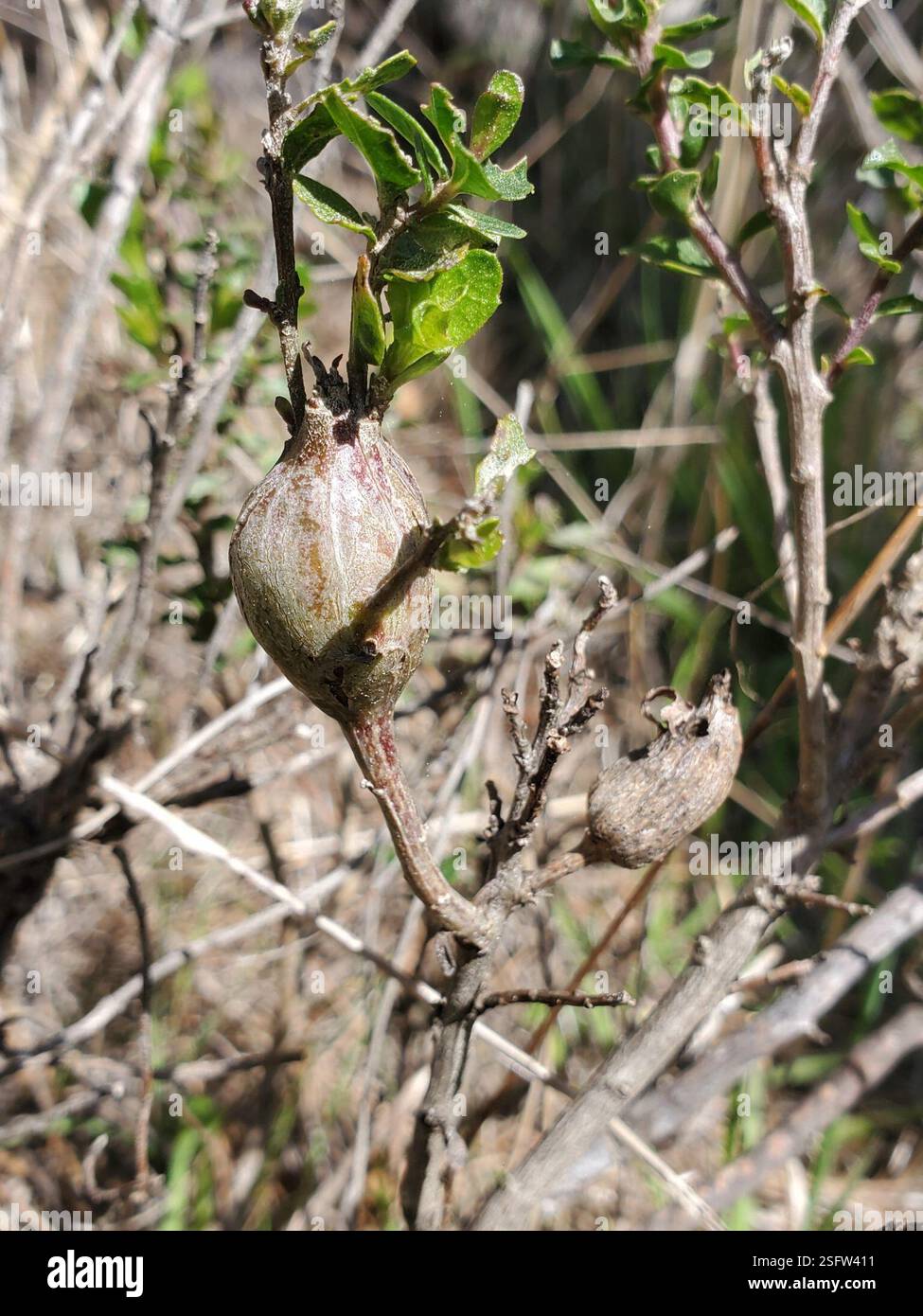 Coyote Brush Stem Gall Moth (Gnorimoschema baccharisella), Insecta ...