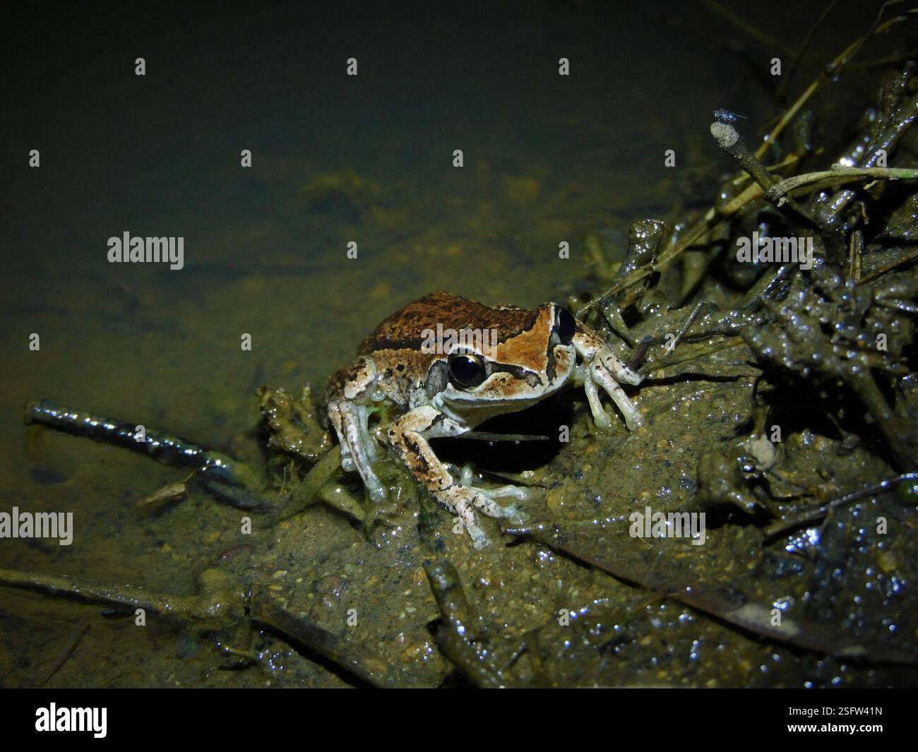 Brown Tree Frog (Litoria ewingii), Amphibia, Hobart TAS, Australia ...