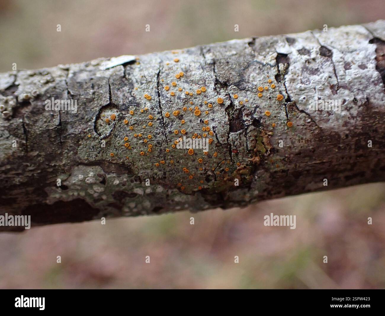 common lichens (Lecanoromycetes), Fungi, Colwood, BC, Canada, On maple ...