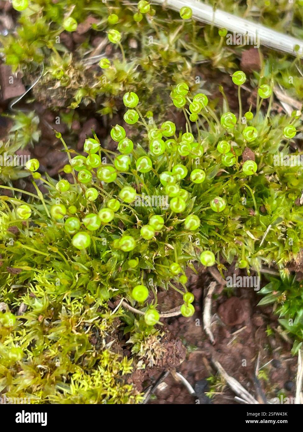 common bladder moss (Physcomitrium pyriforme), Plantae, Centaur Blvd SW ...