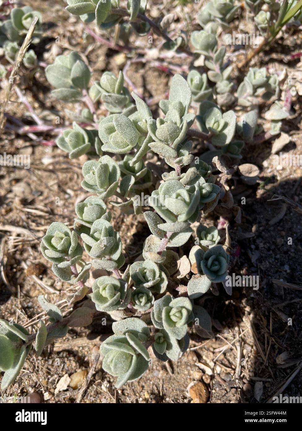 beach saltbush (Atriplex leucophylla), Plantae, Santa Cruz County, CA ...