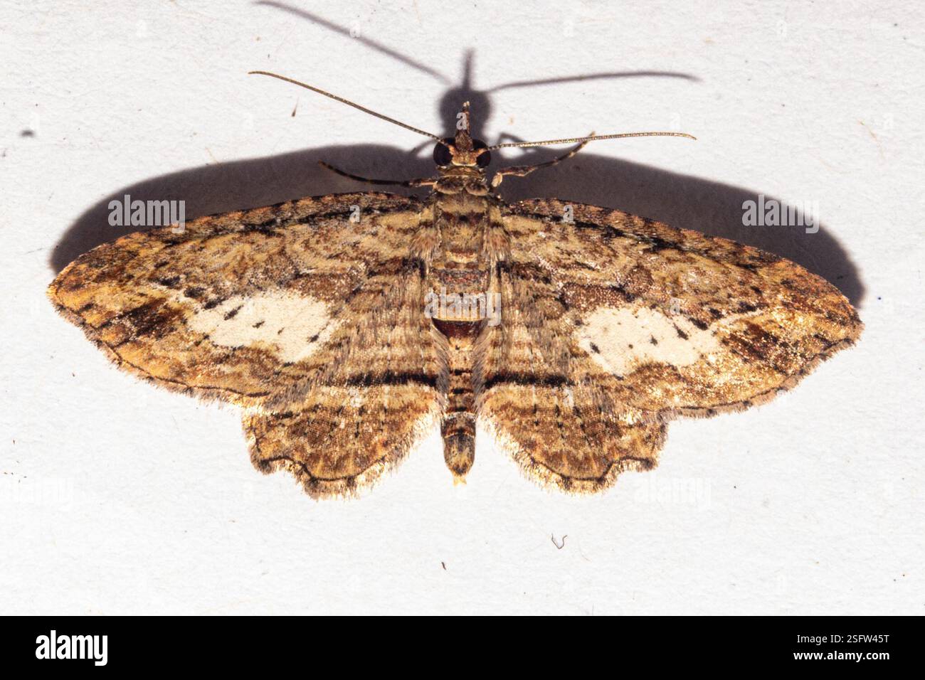 Australian Pug Moth (Chloroclystis filata), Insecta, Te Anau Downs, New ...