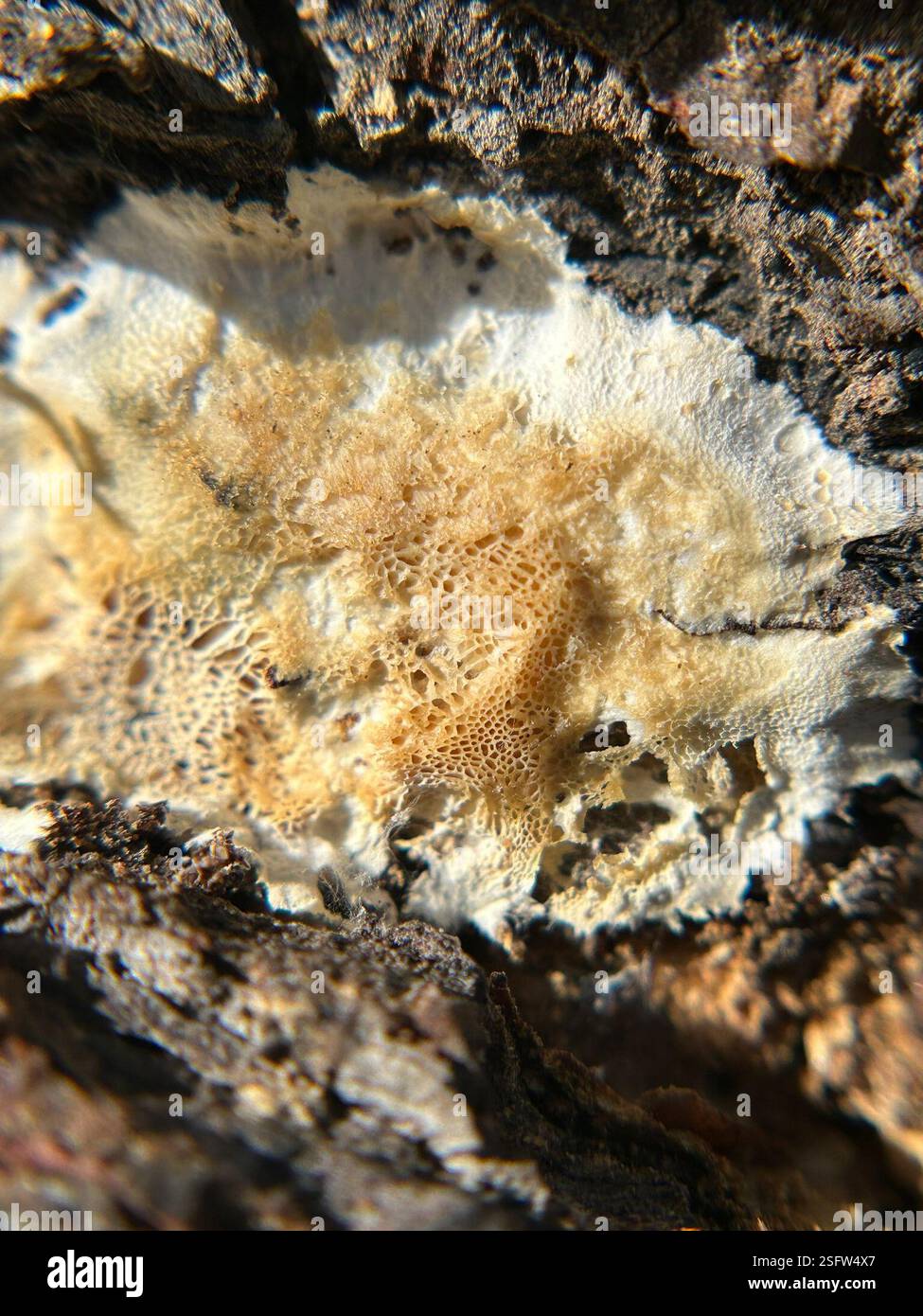 shelf fungi (Polyporales), Fungi, Morro Bay State Park, Morro Bay, CA ...