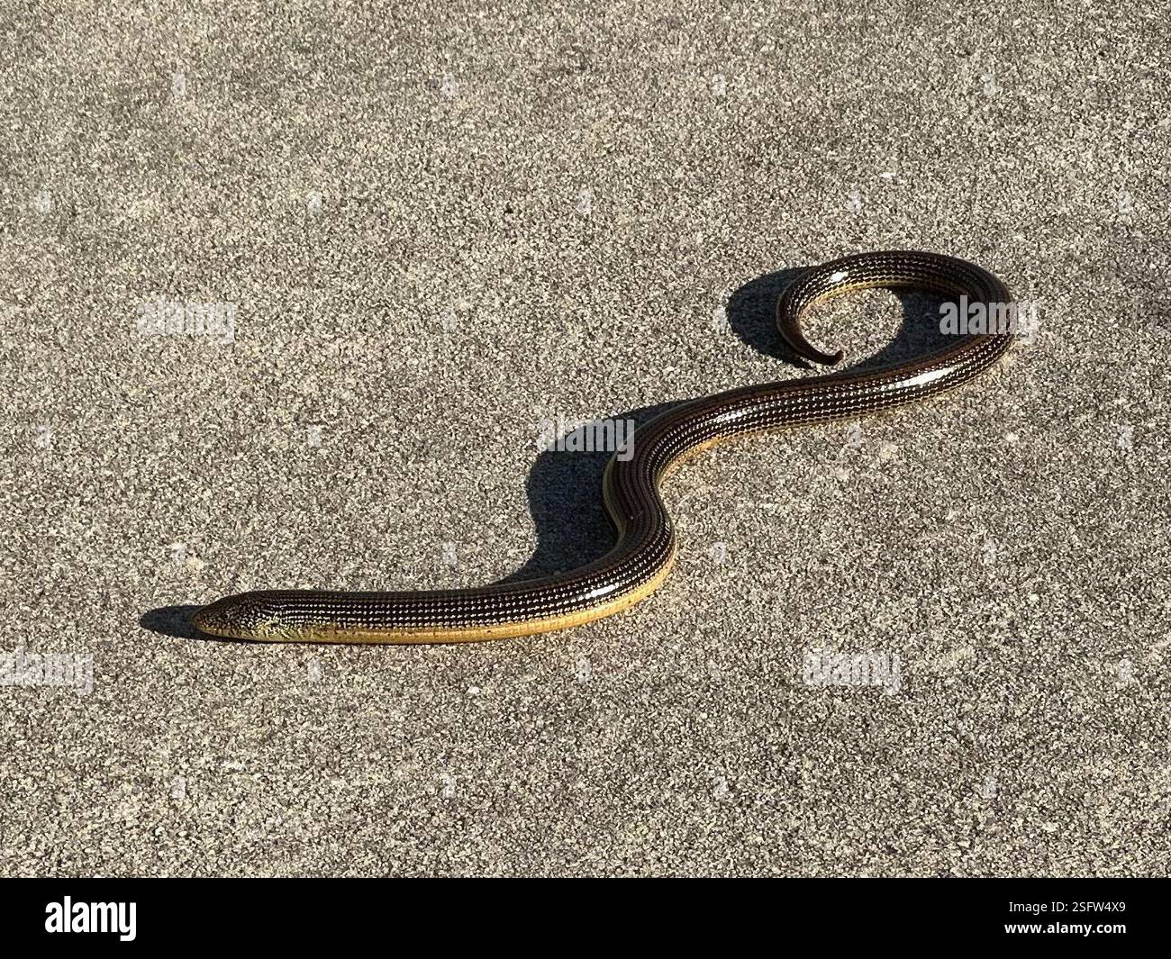 Eastern Glass Lizard (Ophisaurus ventralis), Reptilia, Bald Point State ...