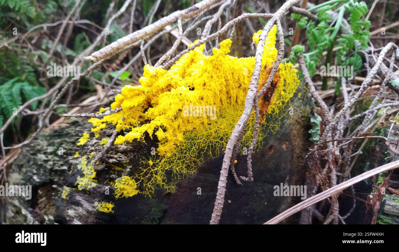 Dog Vomit Slime Mold (Fuligo septica), Protozoa, forests above ...