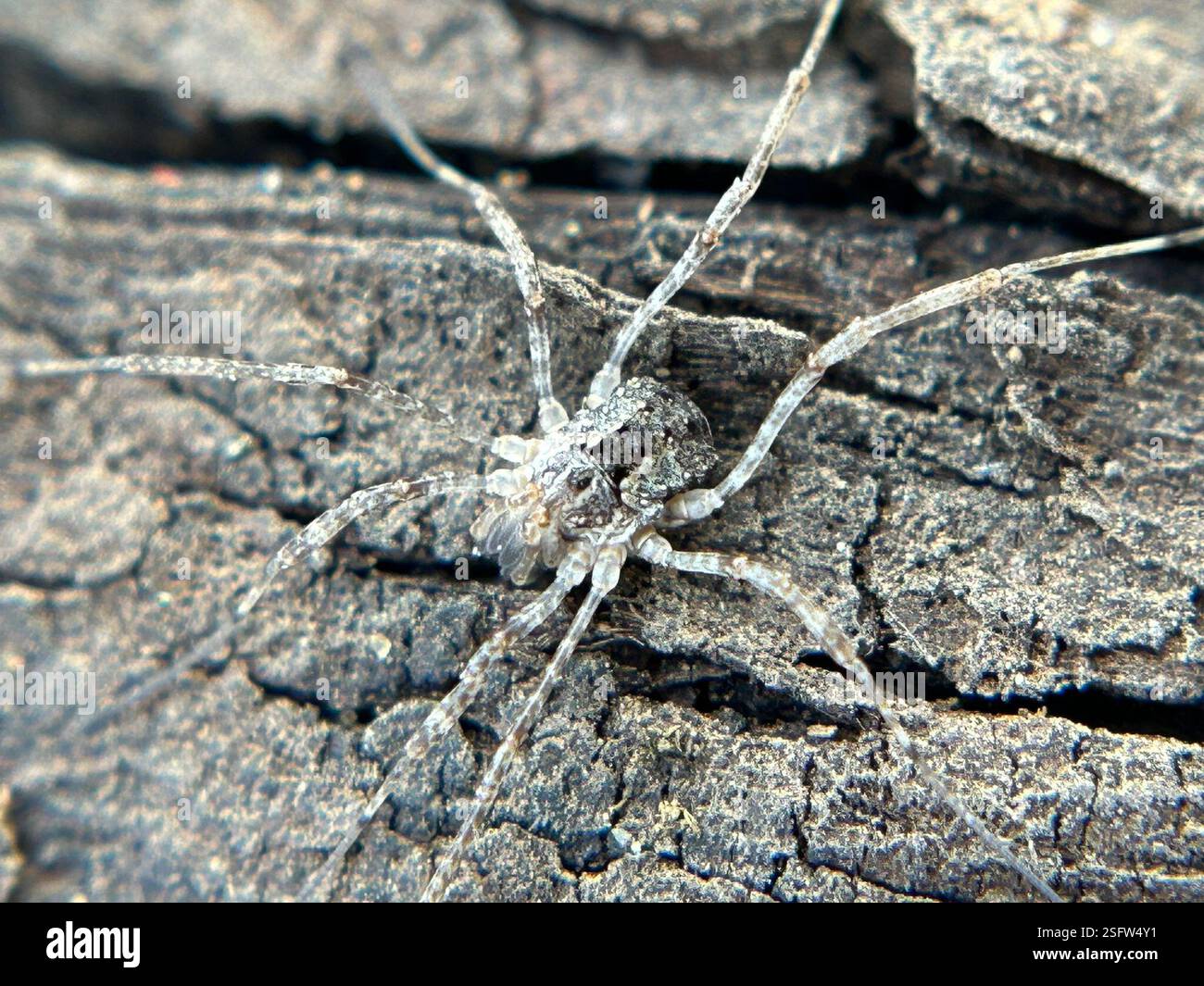 (Protolophus), Arachnida, Morro Bay State Park, Morro Bay, CA, US ...