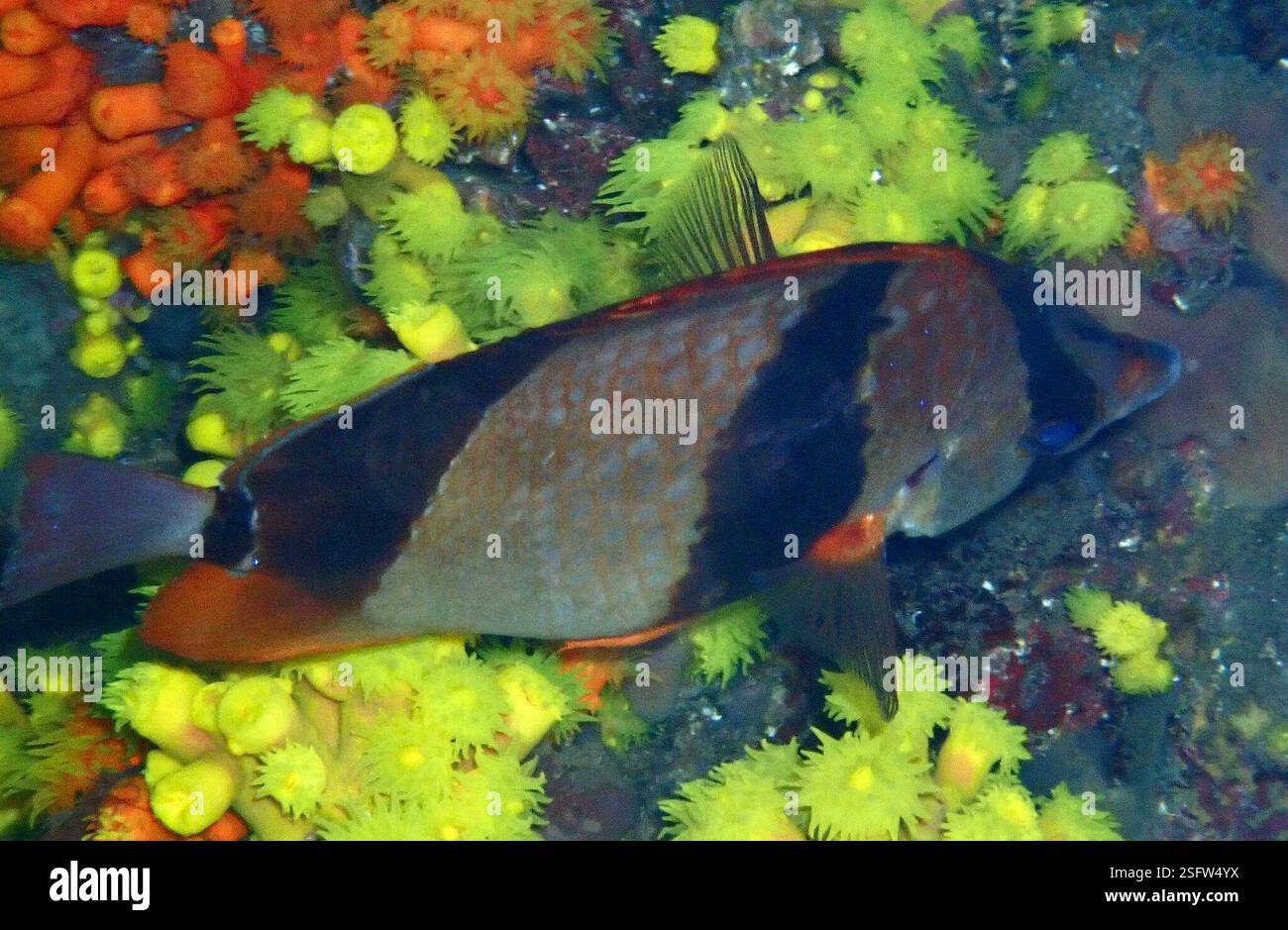 Three-banded Butterflyfish (Chaetodon robustus), Actinopterygii, São ...