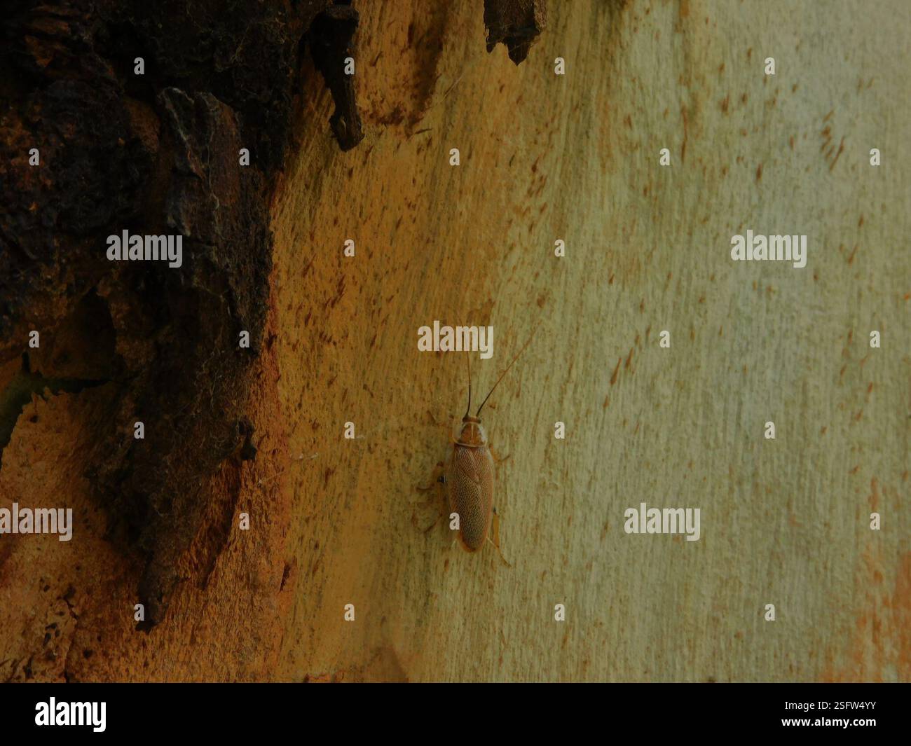 bush cockroach (Ellipsidion humerale), Insecta, Melbourne VIC ...
